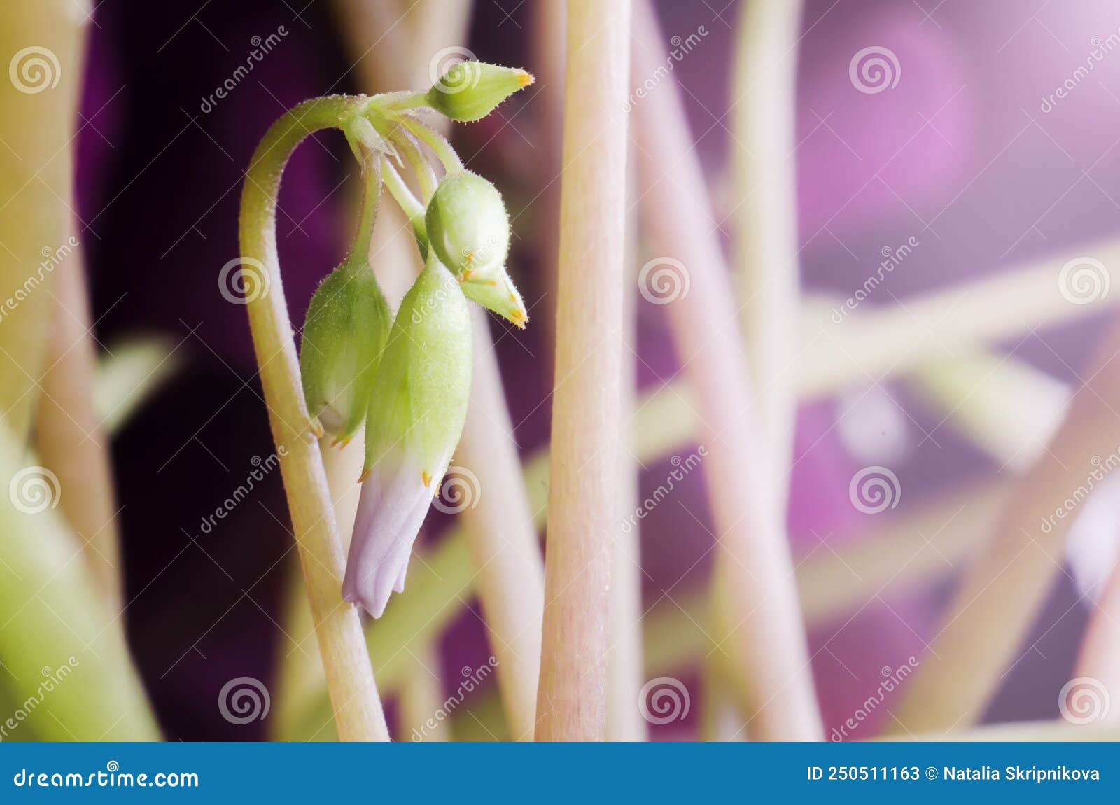 The Opening Bud of a Tropical Flower Stock Image - Image of bloom, leaf ...