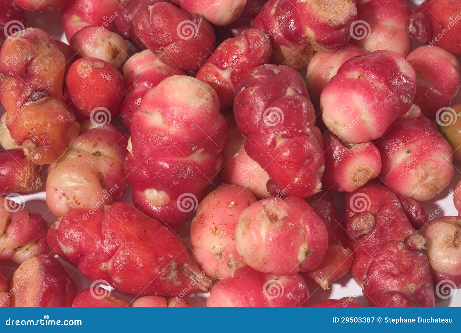 Oxalis Tuberosa Also Known As Oca Tuber Stock Photo | CartoonDealer.com ...