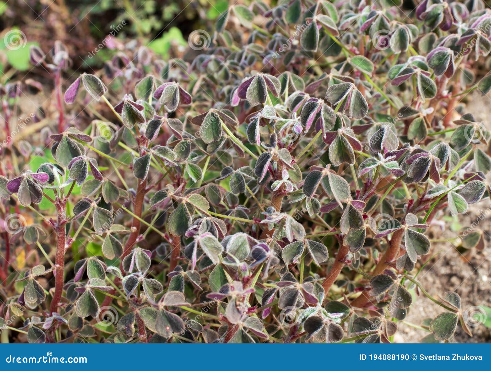 Oxalis Tuberosa Also Known As Oca Tuber Stock Photo | CartoonDealer.com ...