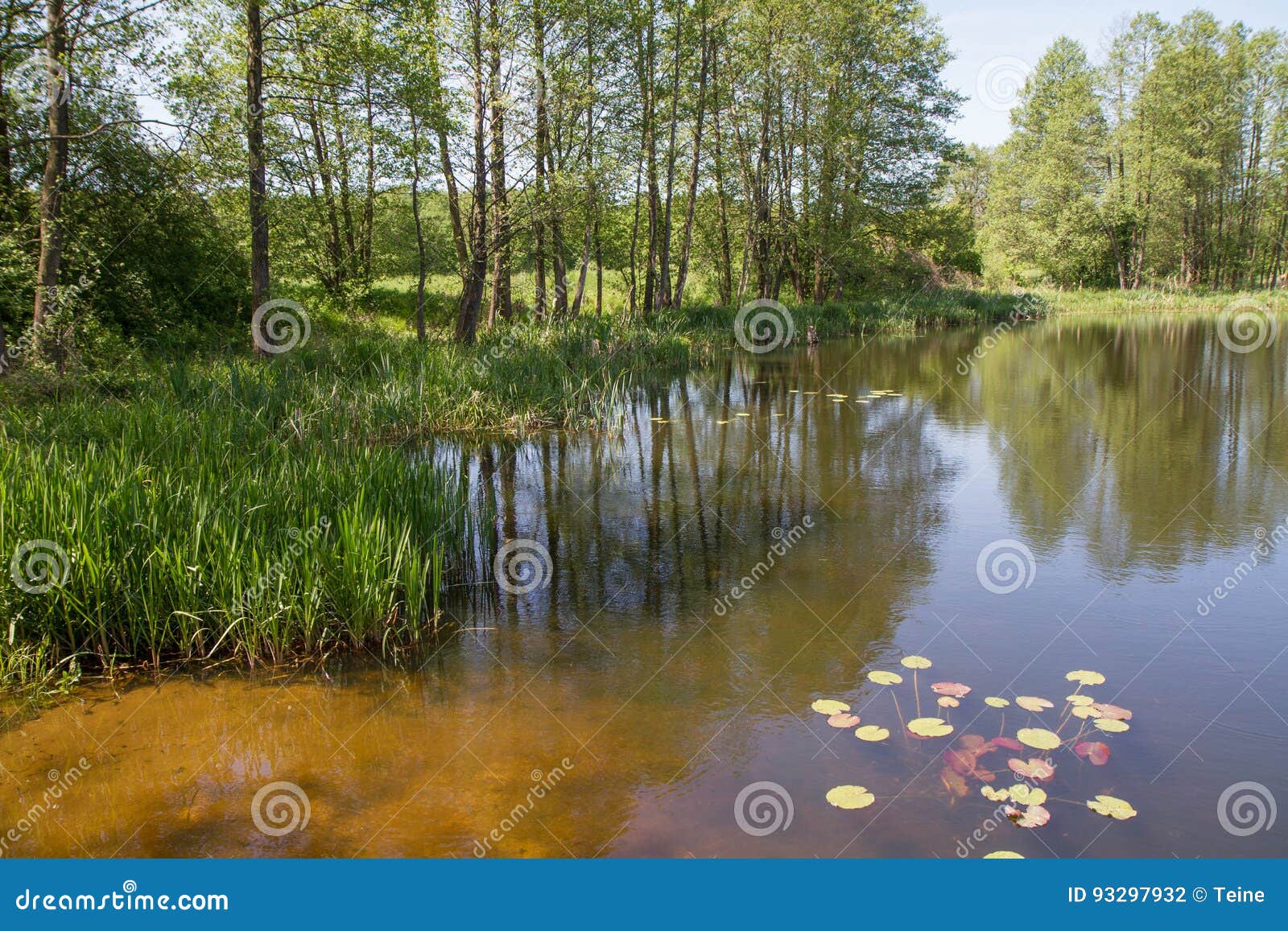 Oxbow Lake. Wetland Landscape. Stock Image | CartoonDealer.com #64943701