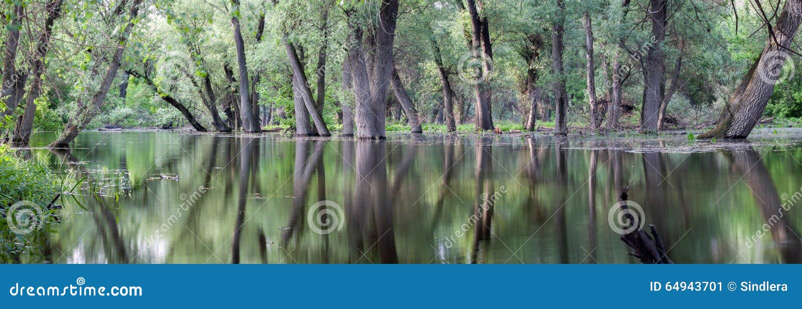 Oxbow Lake. Wetland Landscape. Stock Image - Image of swamp, reed: 64943701