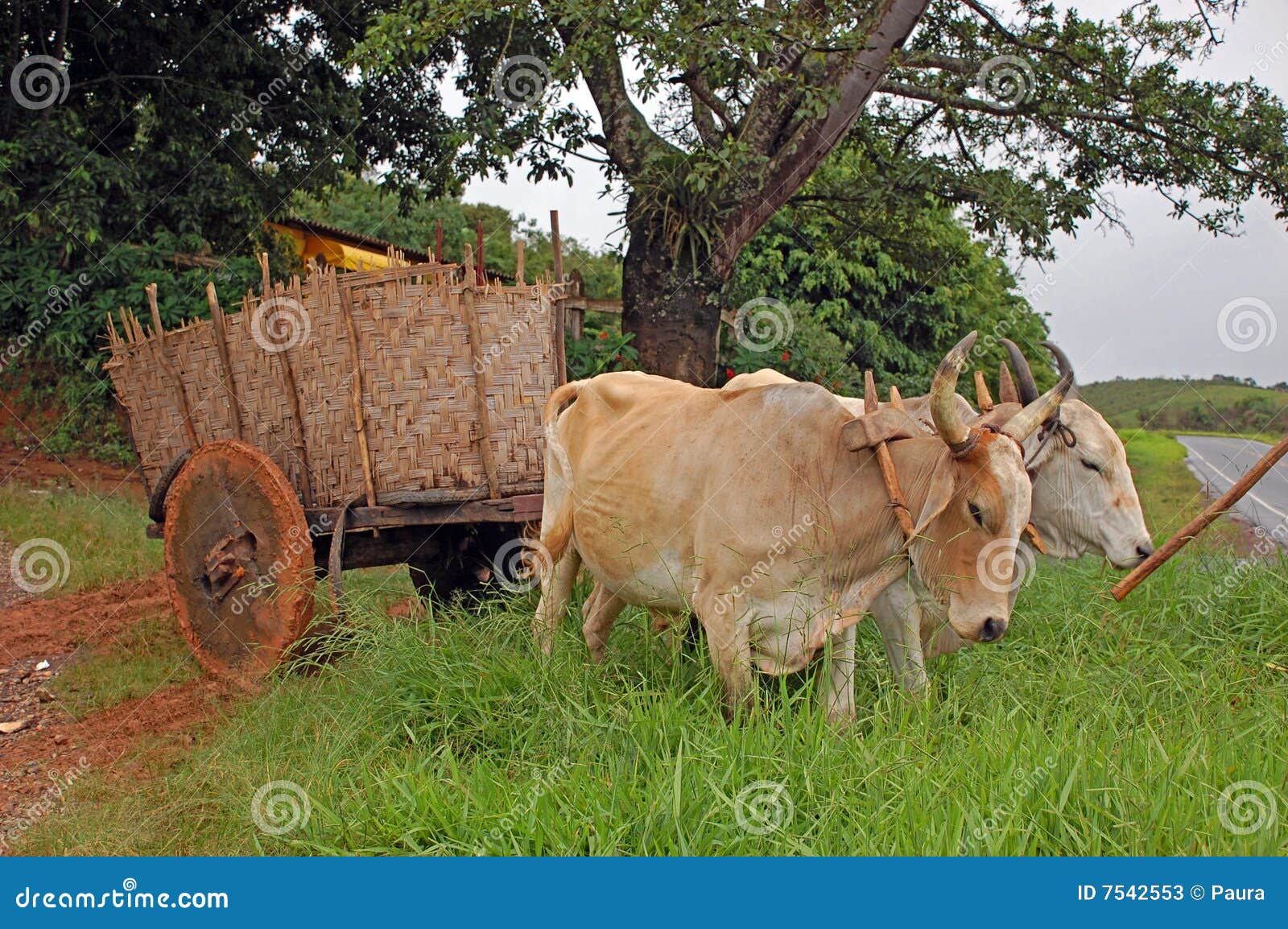 Oxcart stock image. Image of foreign, maintenance, grass - 7542553