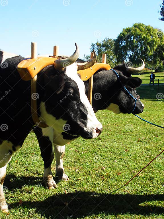 Oxen stock image. Image of team, pull, wooden, close, animal - 1379219