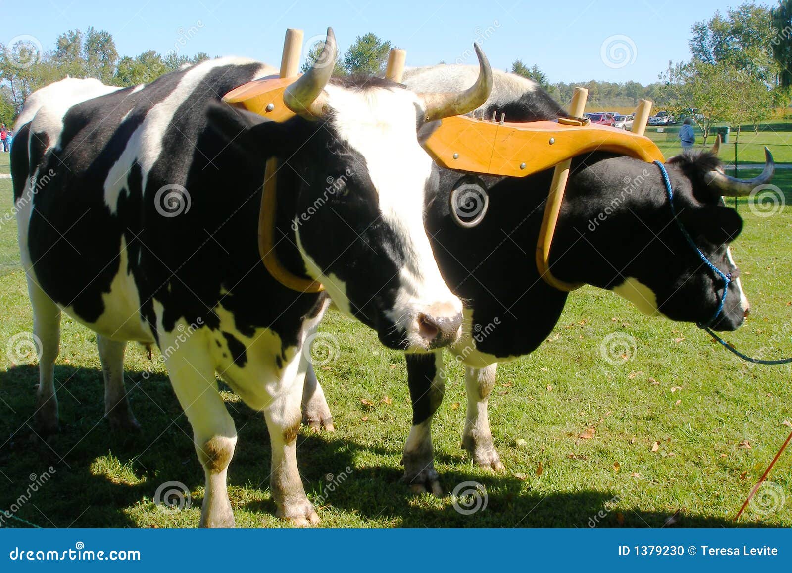 Oxen stock photo. Image of plow, oxen, farm, horns, wooden - 1379230
