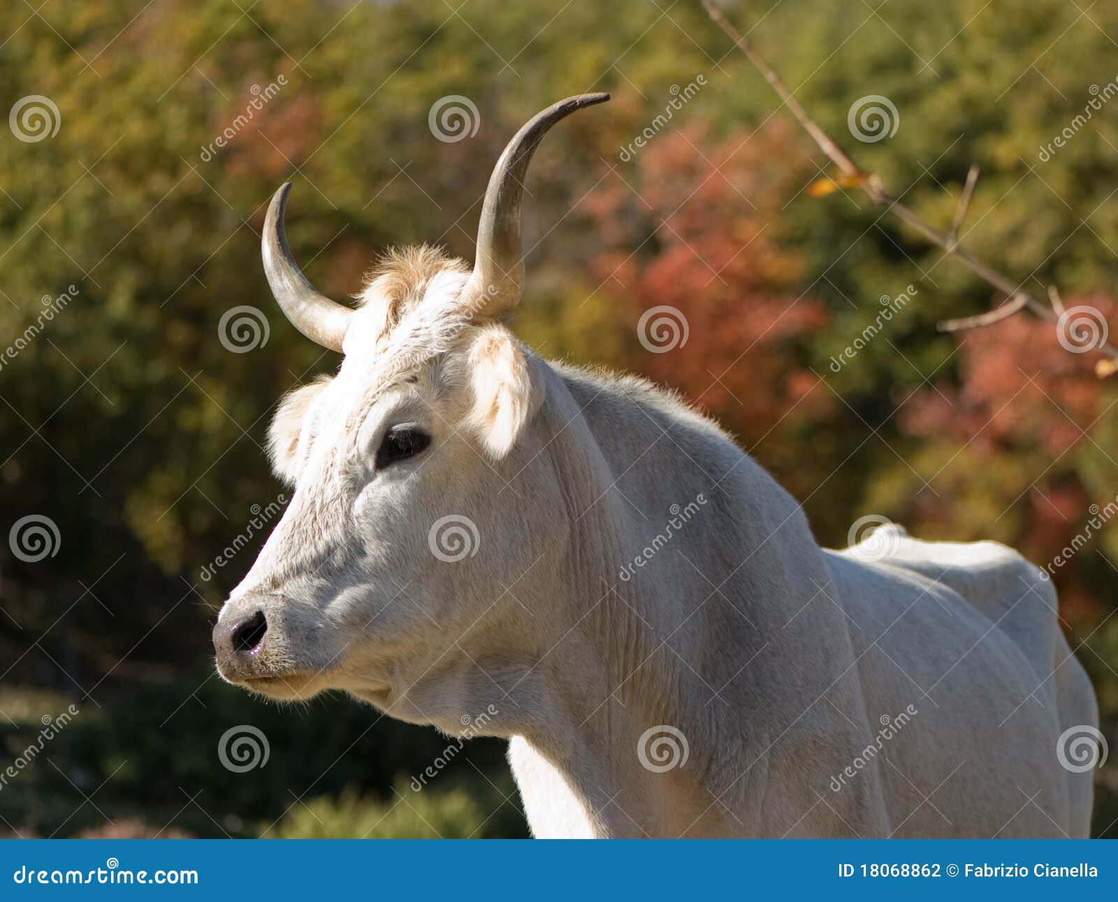 OXEN stock photo. Image of cows, bull, oxen, ranching - 18068862