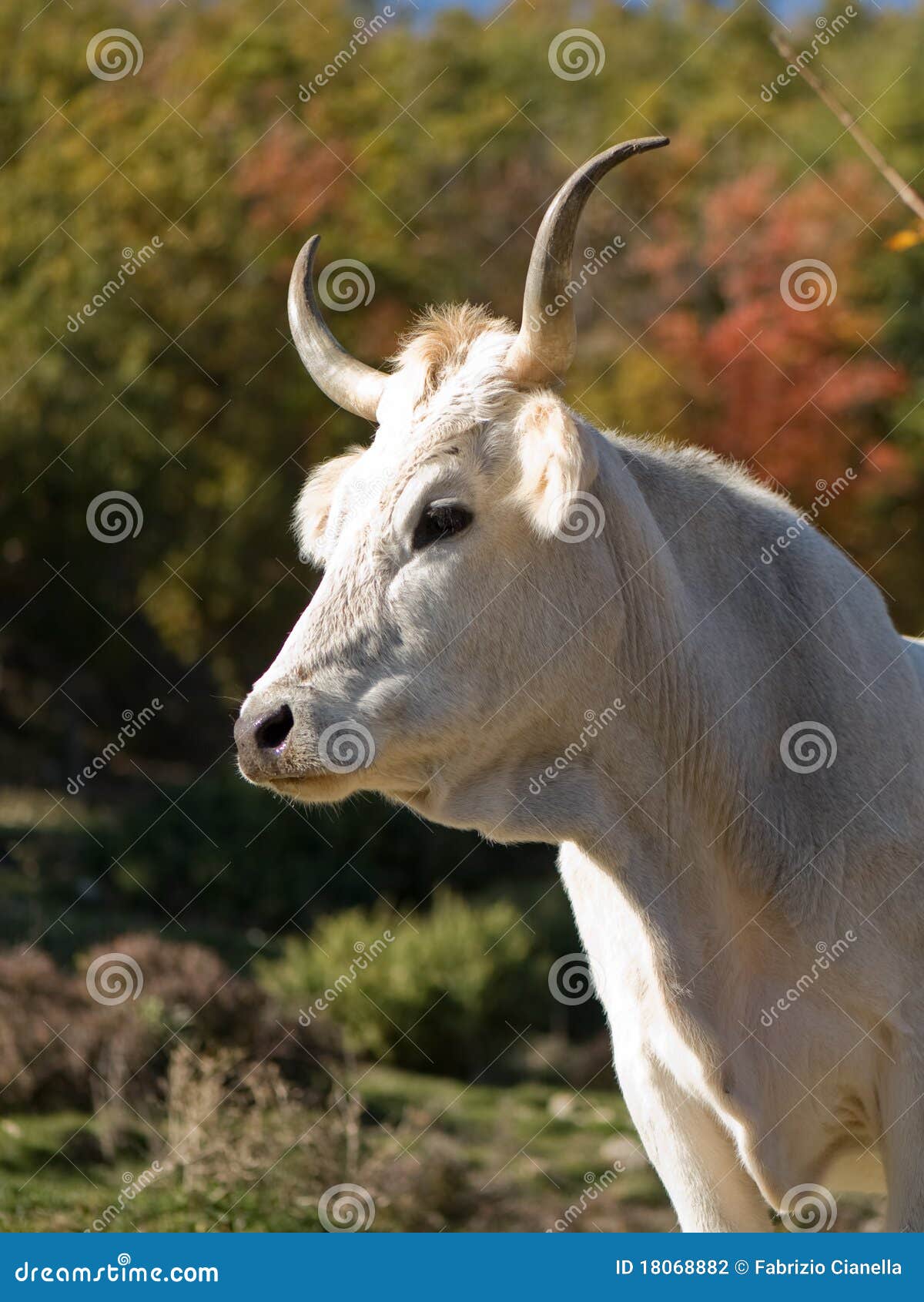 OXEN stock photo. Image of herd, farming, outdoor, agricultural - 18068882