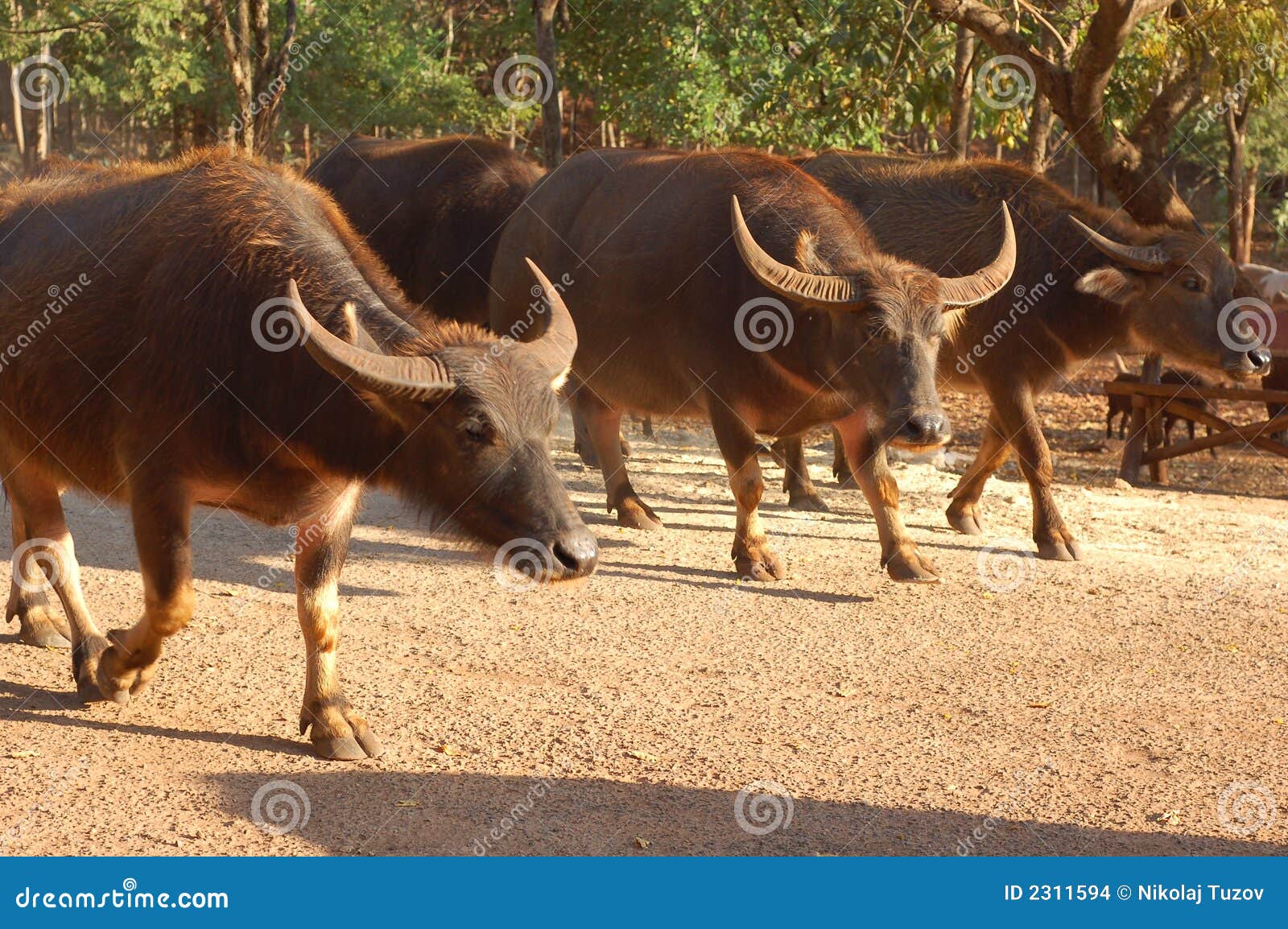 Oxen stock photo. Image of agriculture, brown, detail - 2311594