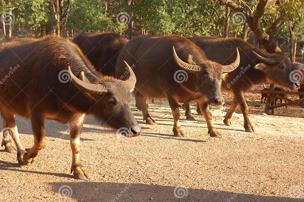 Oxen stock photo. Image of grange, head, cows, agriculture - 2311594