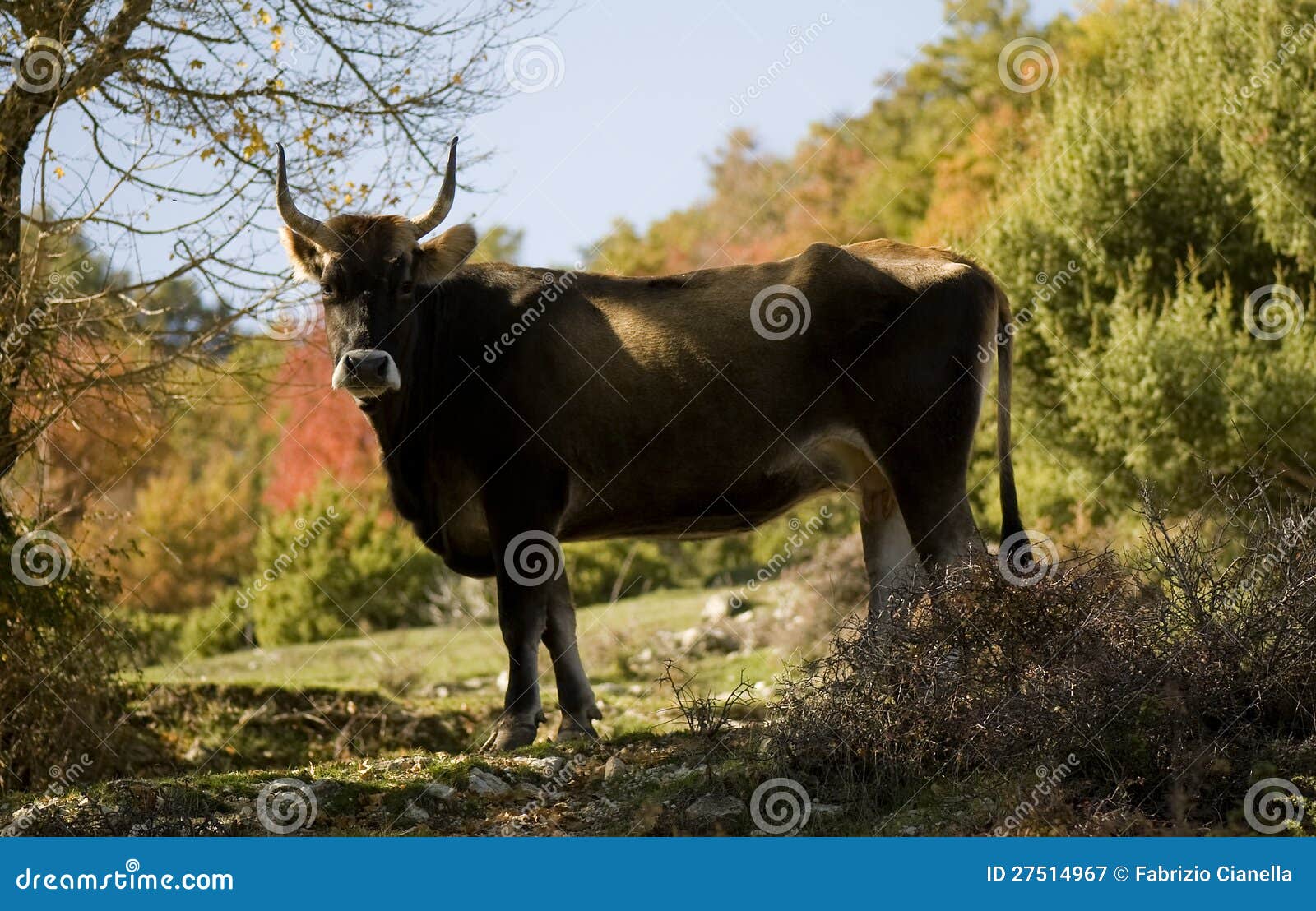 OXEN stock image. Image of open, milk, agriculture, fields - 27514967