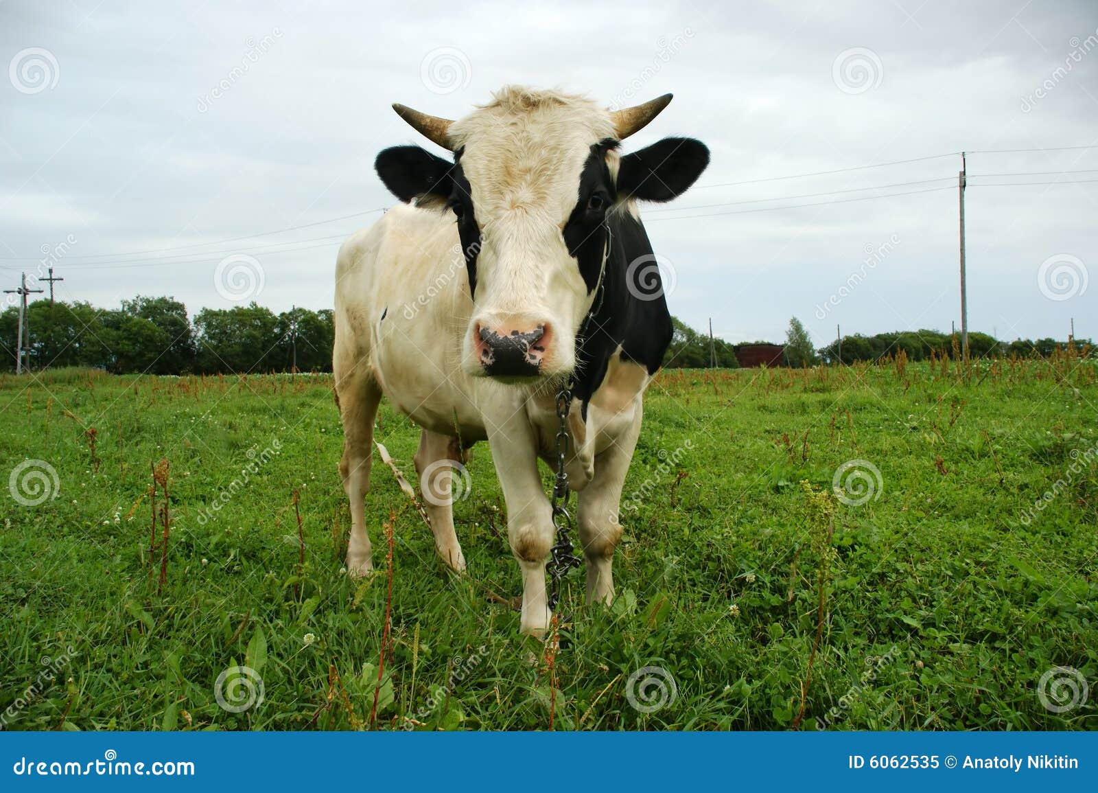 Oxen stock image. Image of pasture, green, summer, domestic - 6062535
