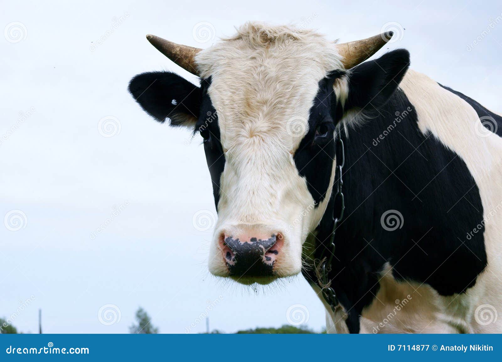 Oxen stock image. Image of oxen, pasture, curiosity, farm - 7114877