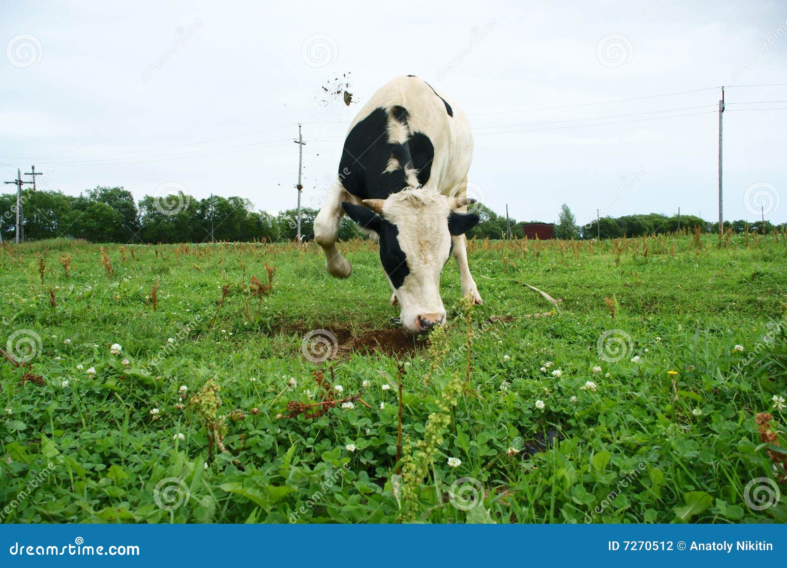 Oxen stock photo. Image of rural, pasture, field, green - 7270512