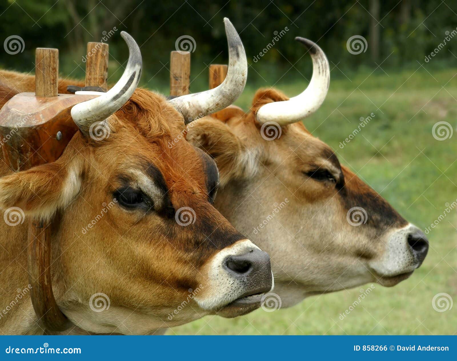 Oxen stock photo. Image of dragging, towing, mammal, animals - 858266