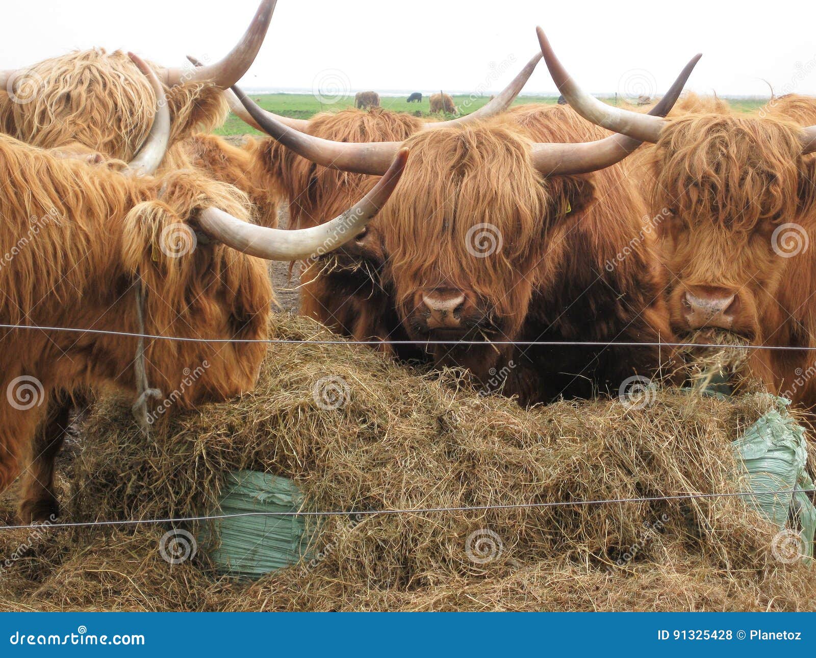 Oxen. Cattle stock photo. Image of spring, wild, street - 91325428