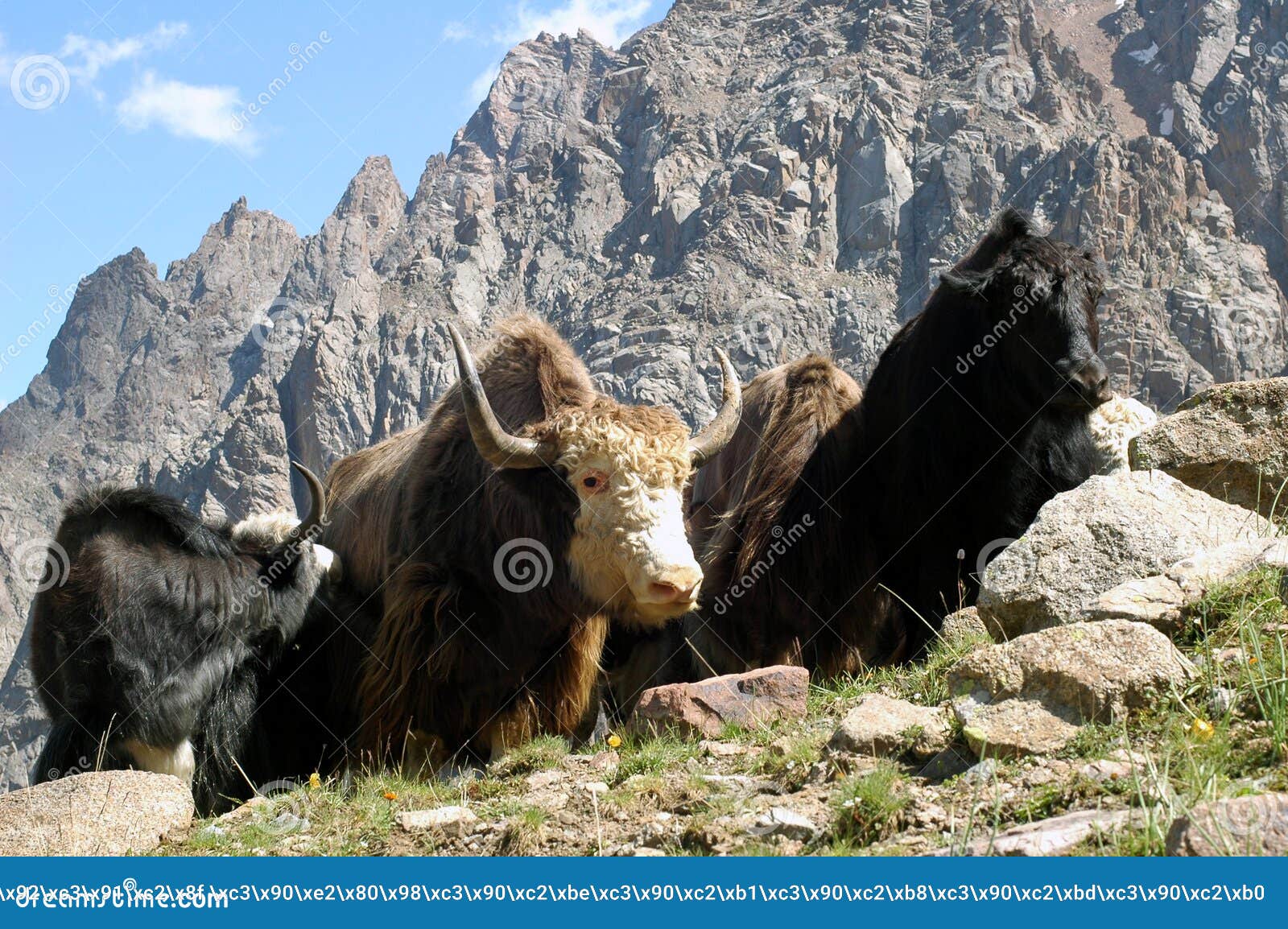 Oxen and cow stock photo. Image of horn, stone, hill - 22040008