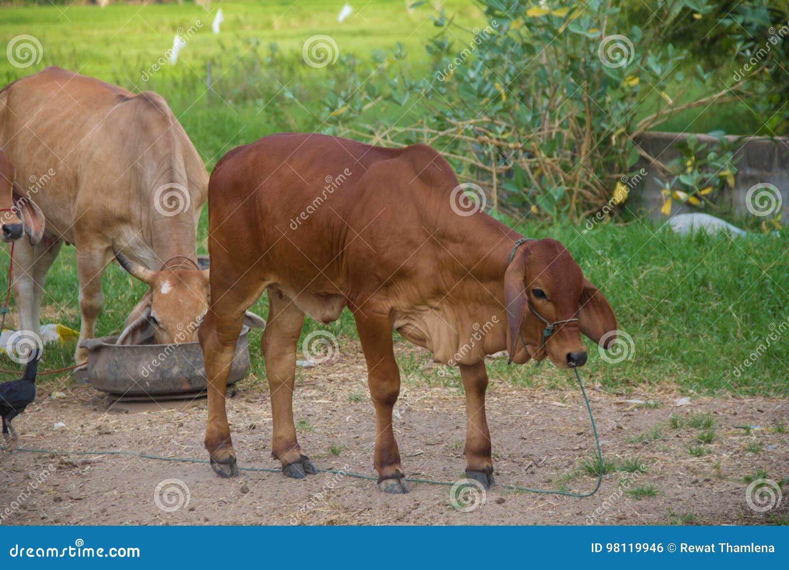 Oxen stock photo. Image of livestock, country, means - 98119946