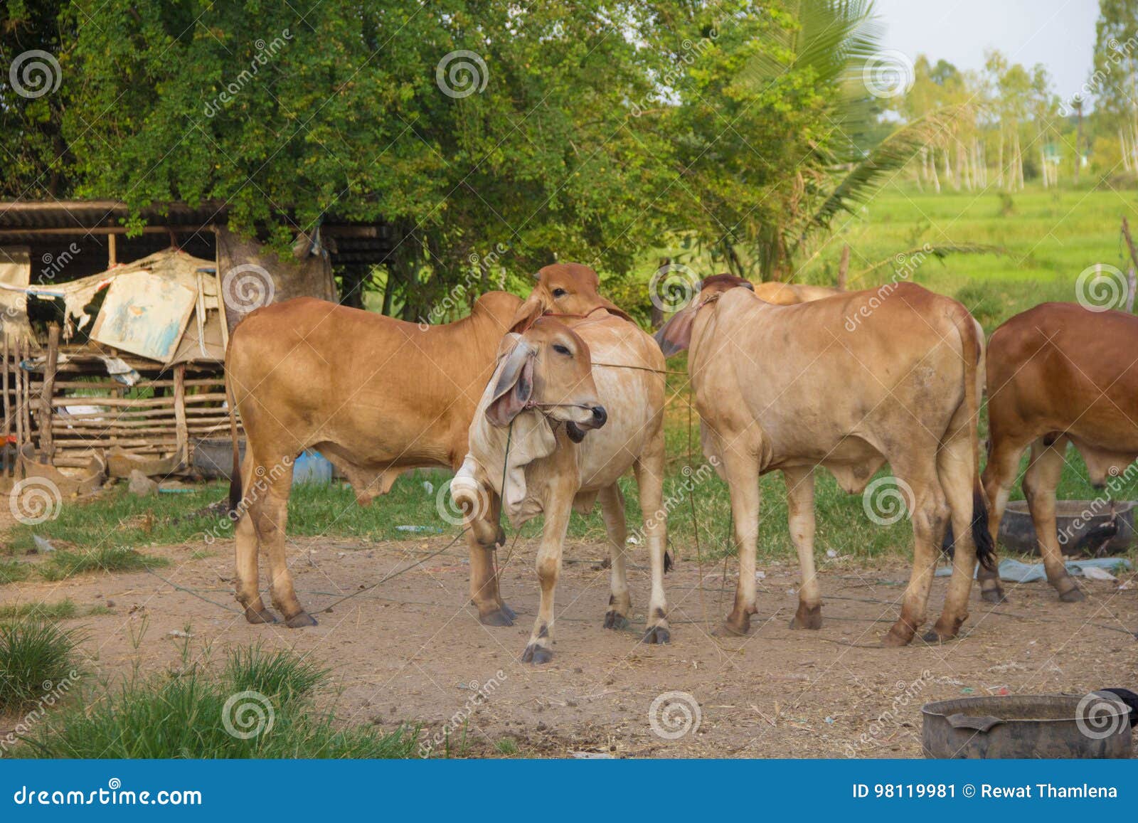 Oxen stock image. Image of farming, greenery, pulling - 98119981