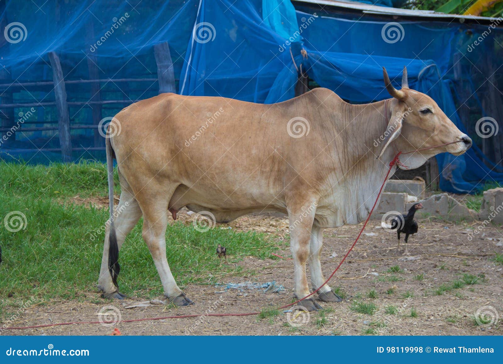 Oxen stock photo. Image of land, pulling, farm, portrait - 98119998