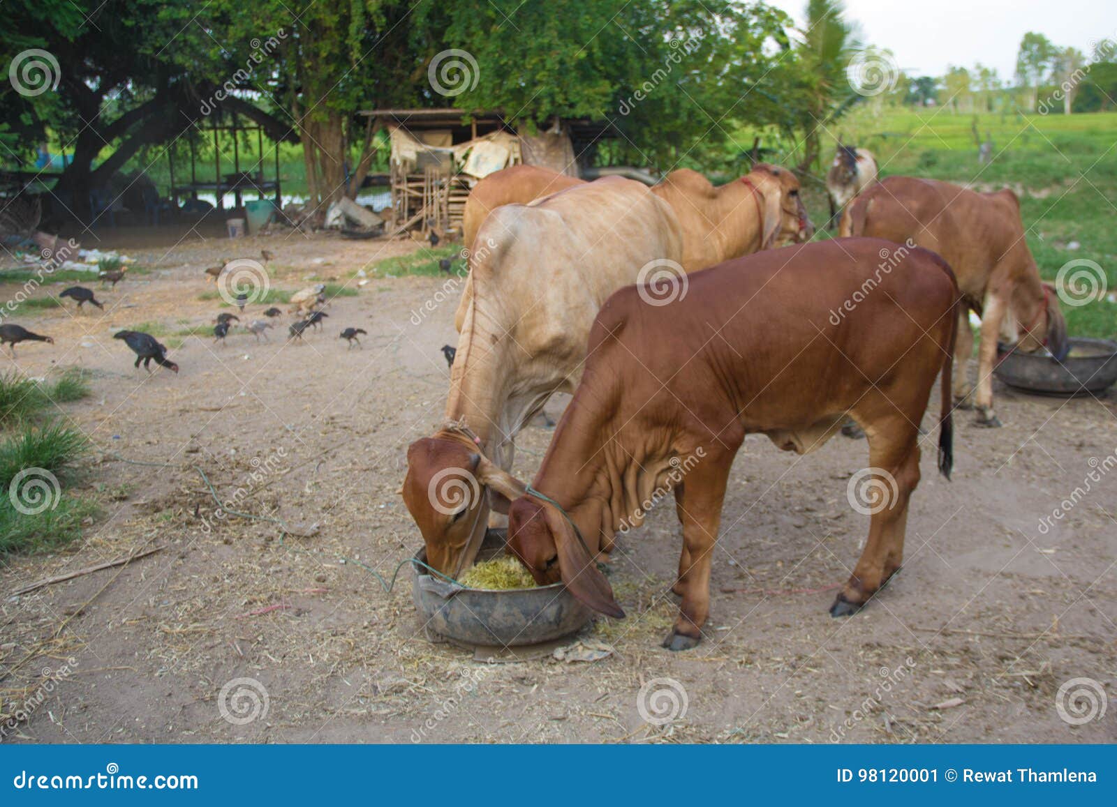 Oxen stock image. Image of agriculture, harness, cattle - 98120001