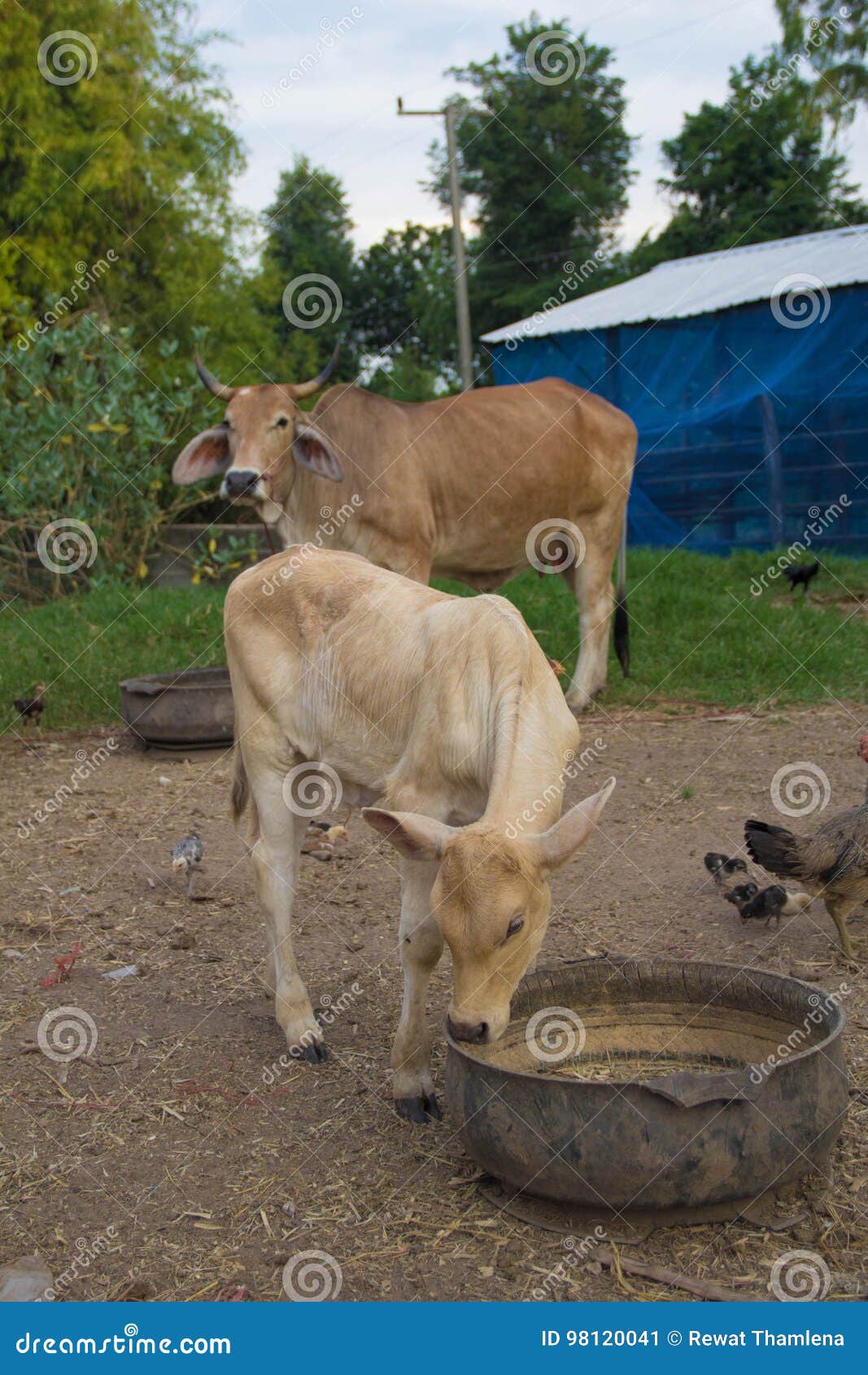 Oxen stock image. Image of caribbean, rural, bueyes, ancient - 98120041