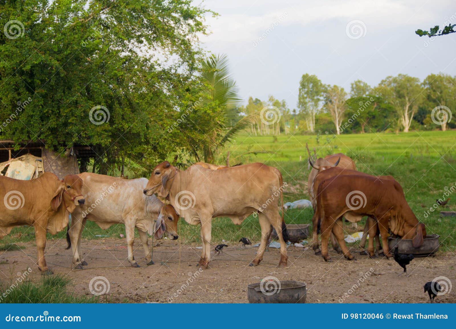 Oxen stock photo. Image of outdoor, land, oxen, cuba - 98120046