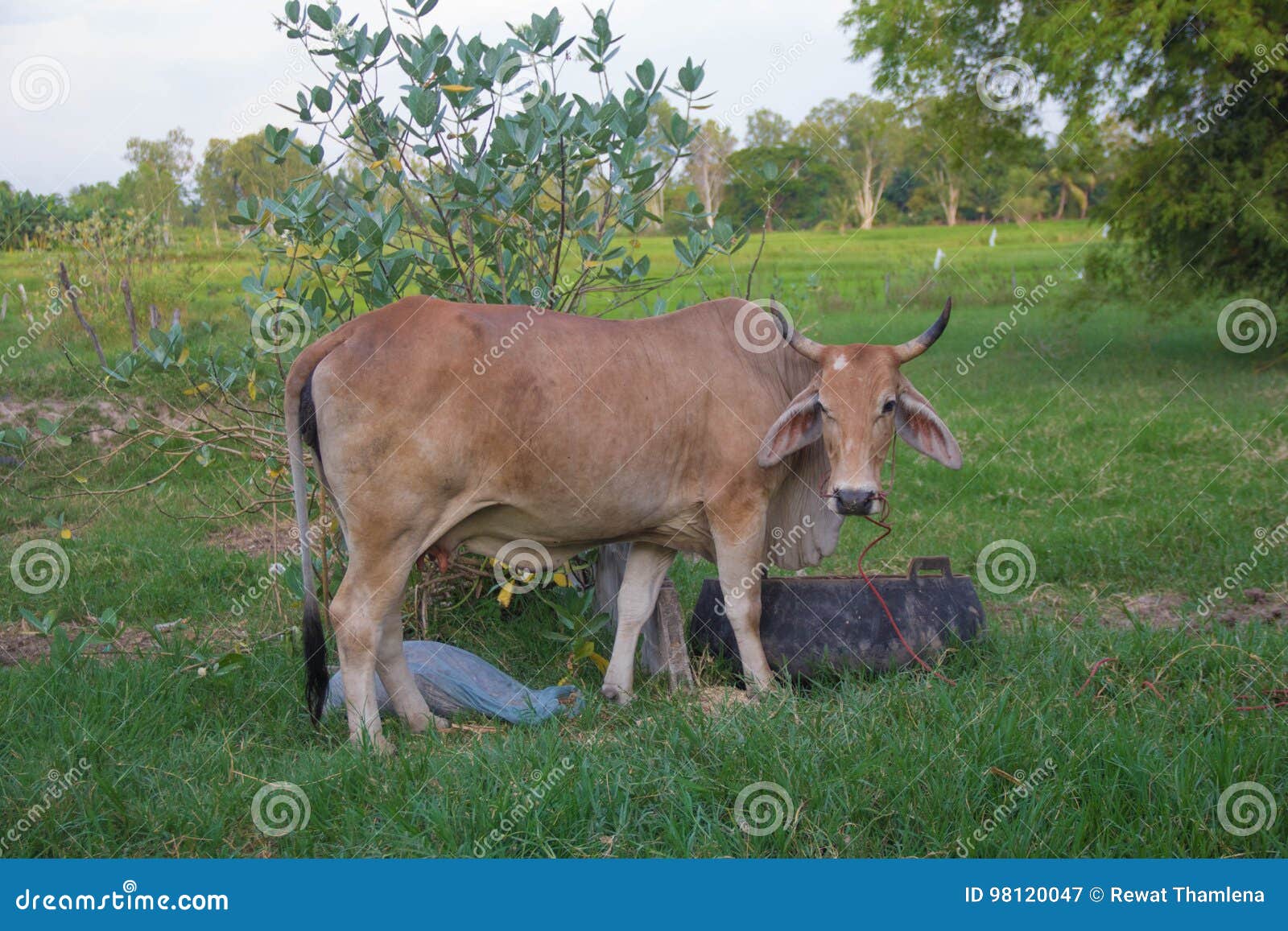 Oxen stock image. Image of cuba, bueyes, caribbean, ranch - 98120047