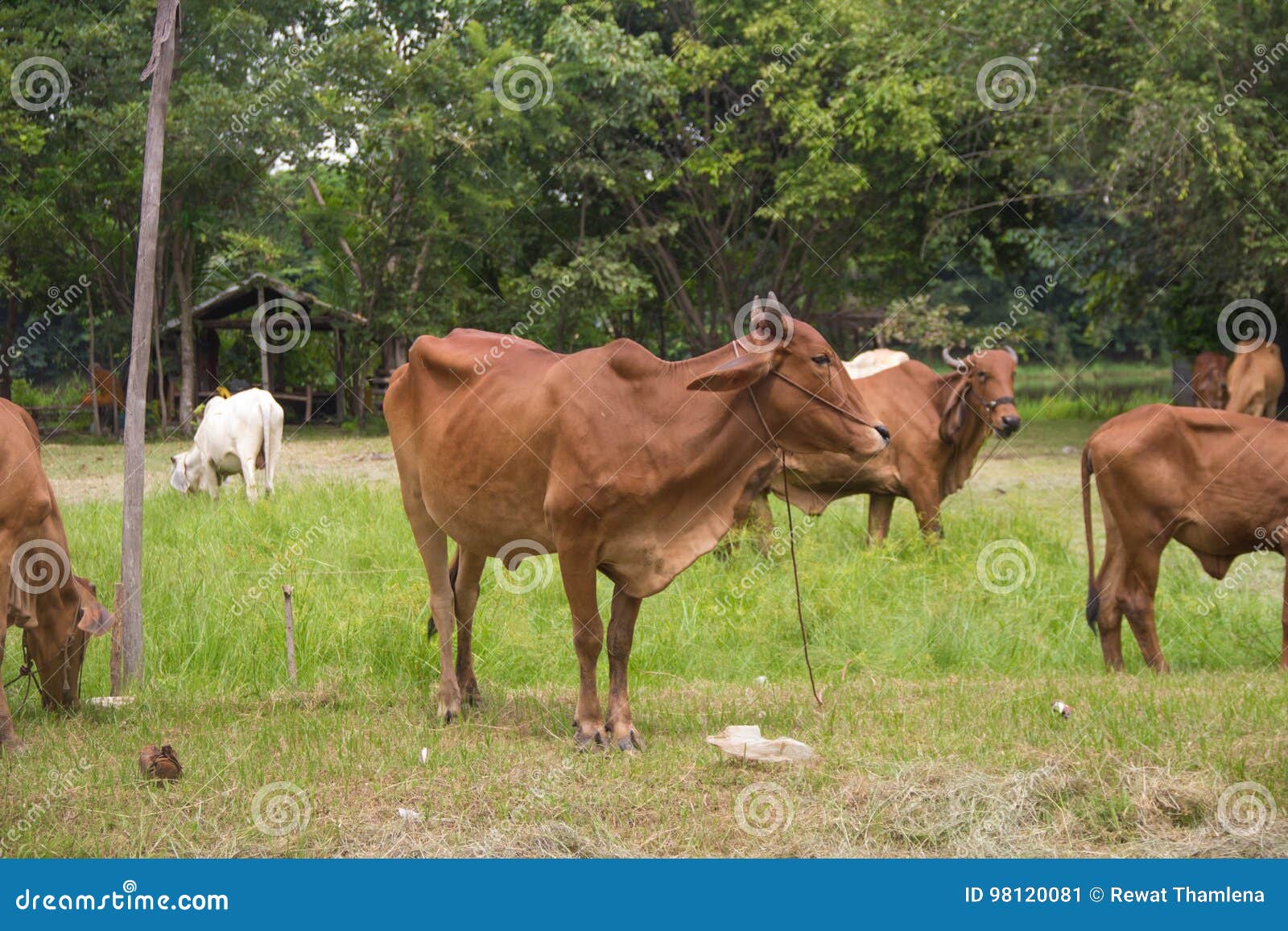 Oxen stock image. Image of land, means, greenery, rural - 98120081