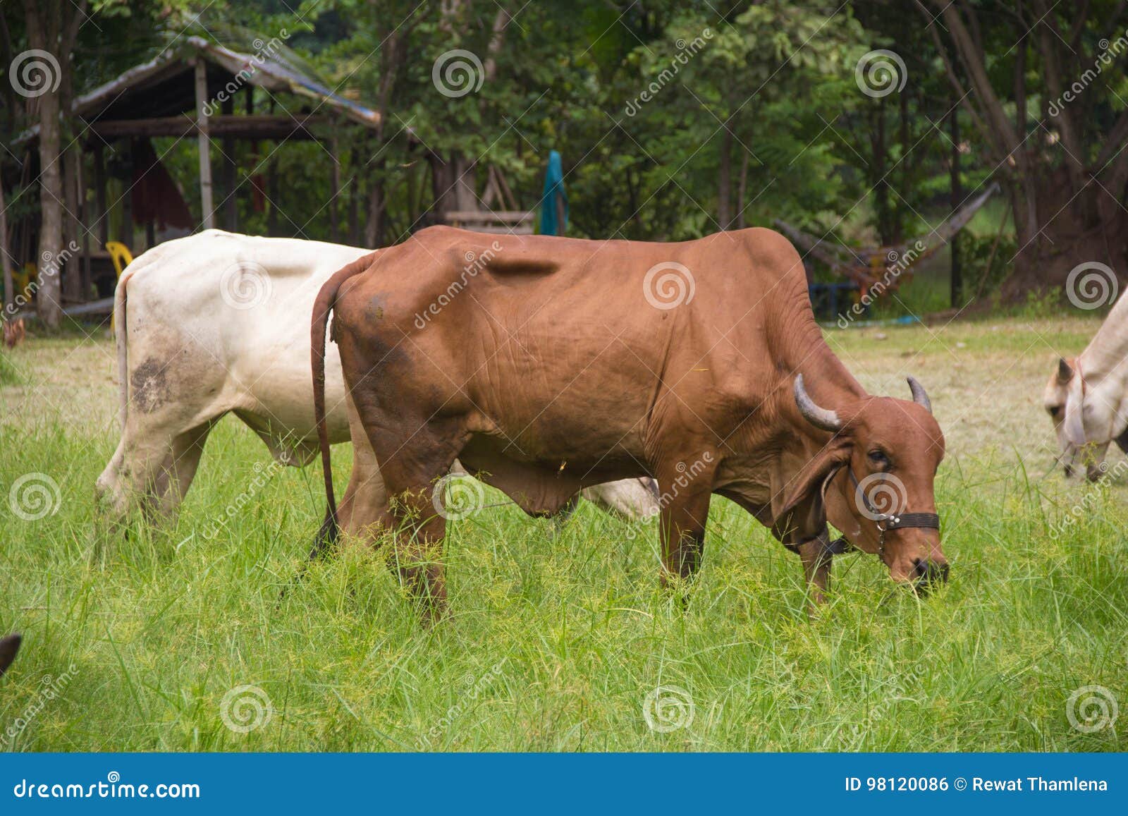 Oxen stock photo. Image of country, horizontal, obsolete - 98120086