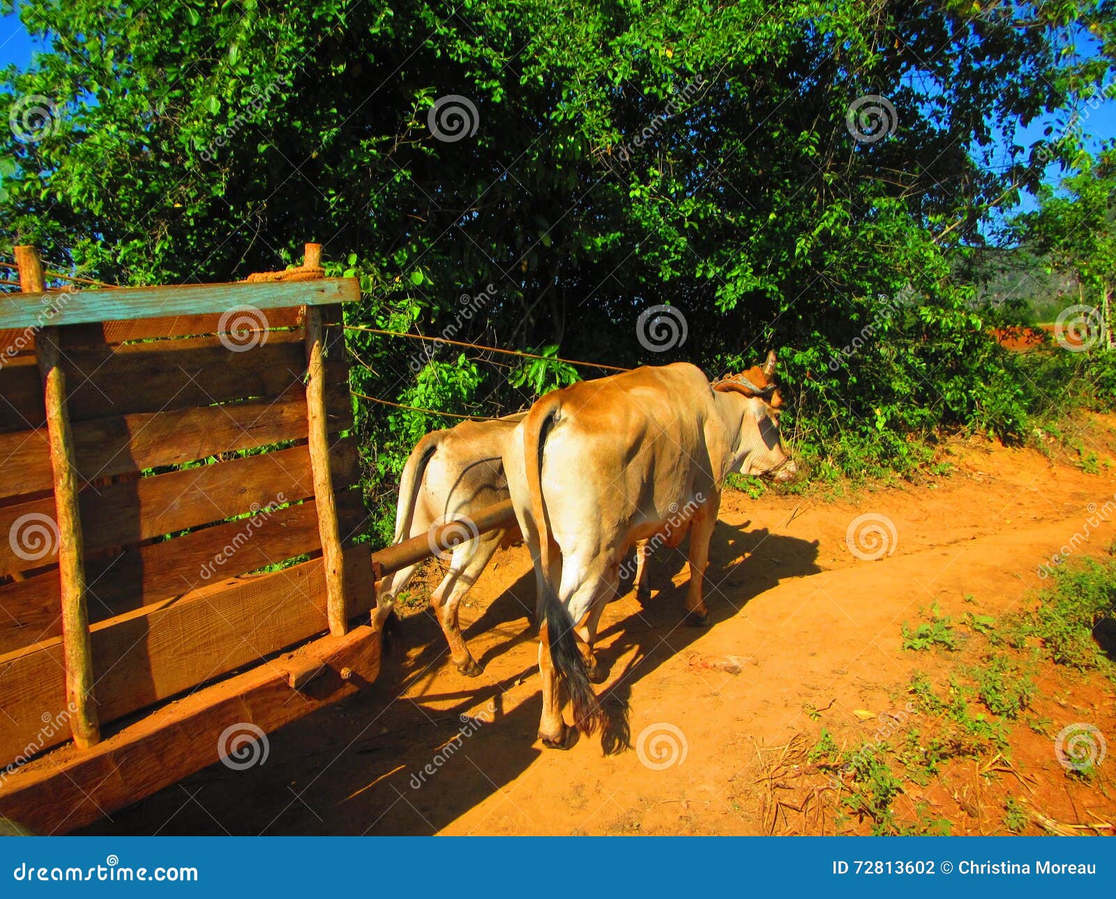 Oxen pulling cart stock photo. Image of animal, wood - 72813602