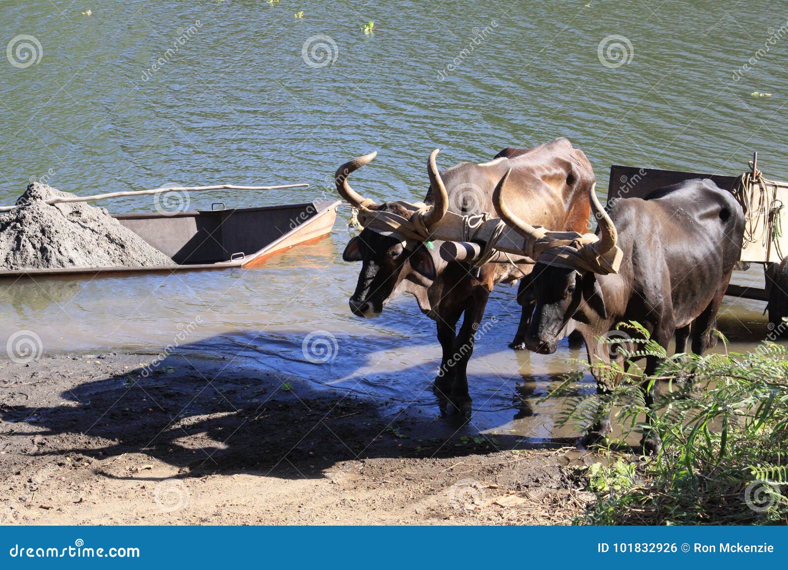 Oxen Pulling Wagon Load of Sand Stock Photo - Image of oxen, pulling ...