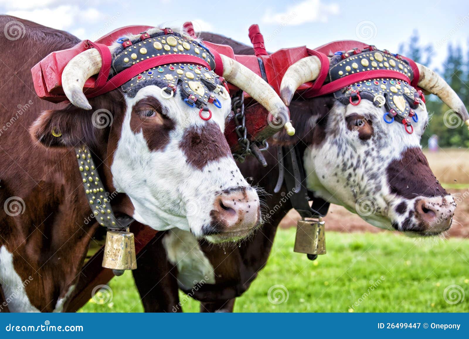 Oxen Team stock image. Image of steer, pair, oxen, head - 26499447