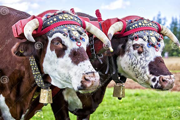 Oxen Team stock image. Image of steer, pair, oxen, head - 26499447
