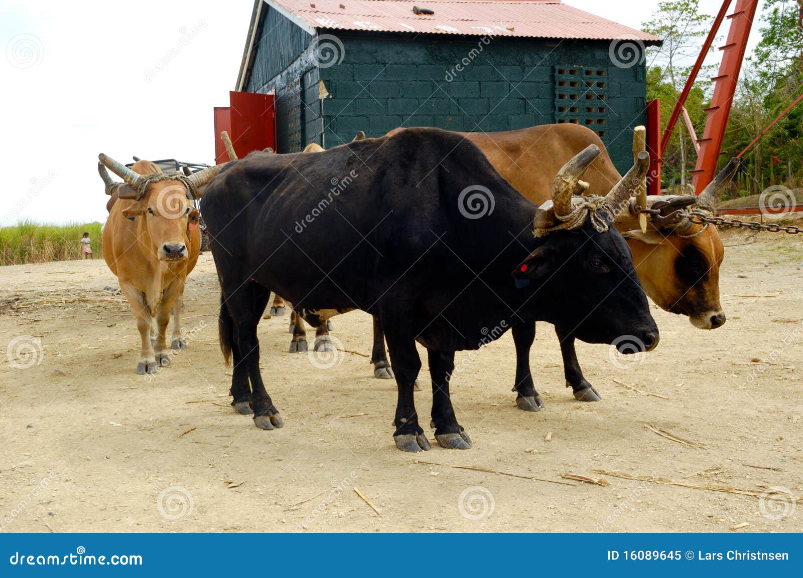 Oxes working stock image. Image of farming, dominican - 16089645