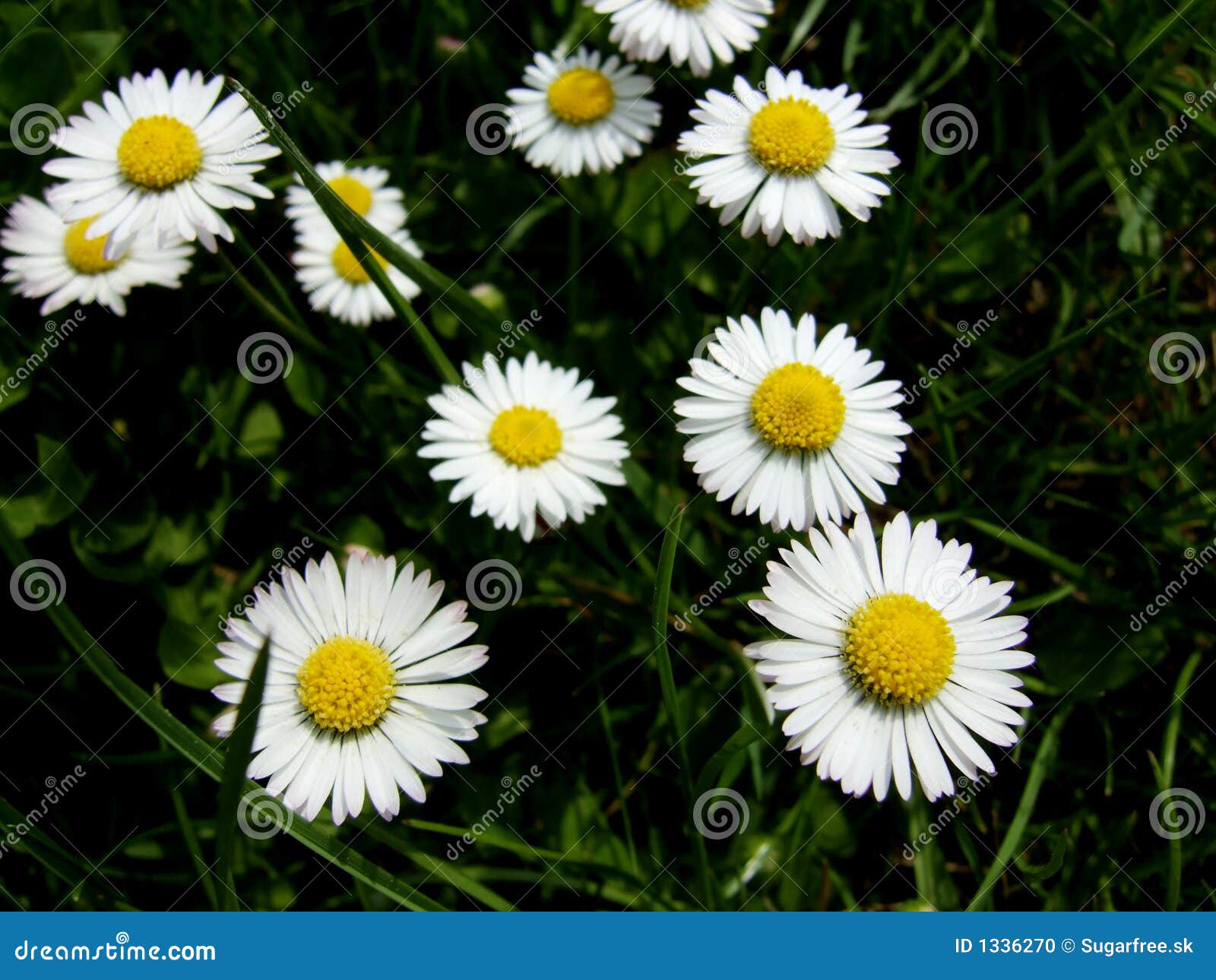 Oxeye daisy stock photo. Image of flowers, grass, flower - 1336270