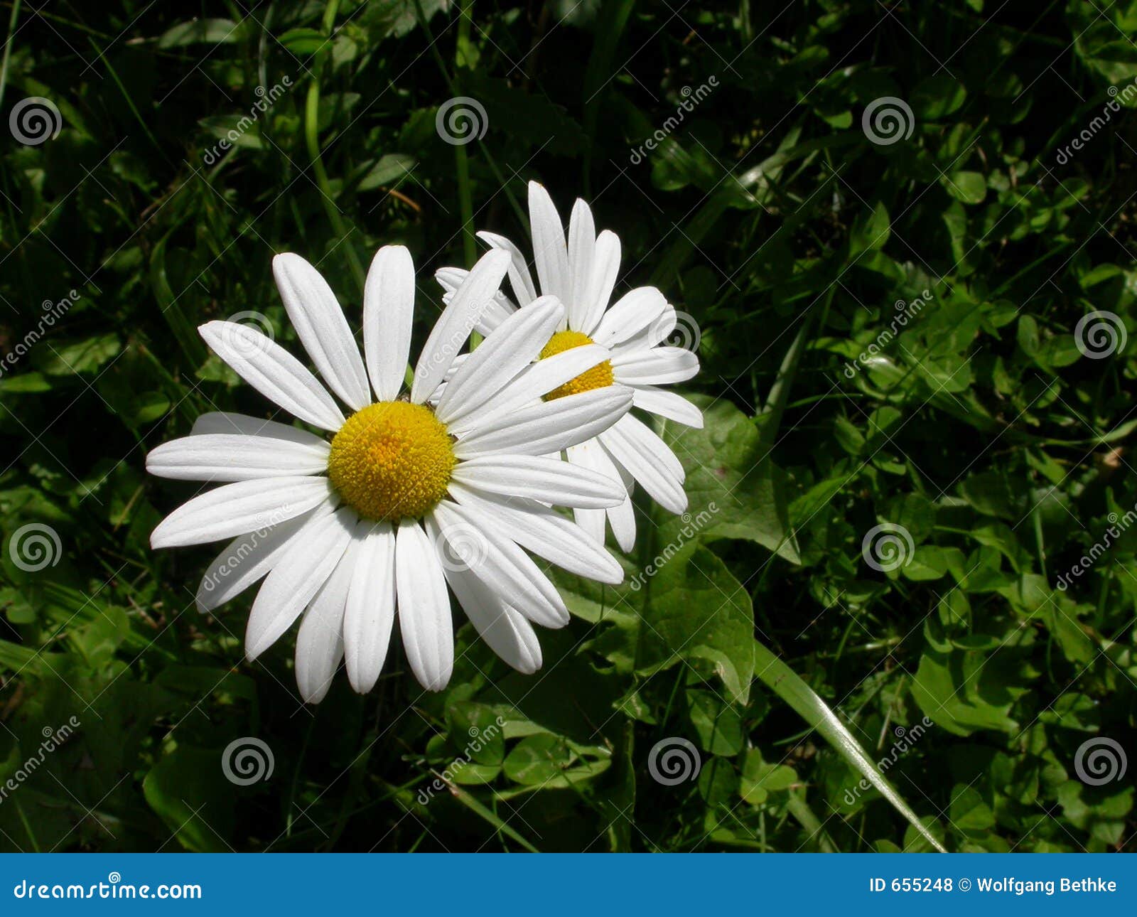 Oxeye daisy stock photo. Image of blossom, daisy, grow - 655248