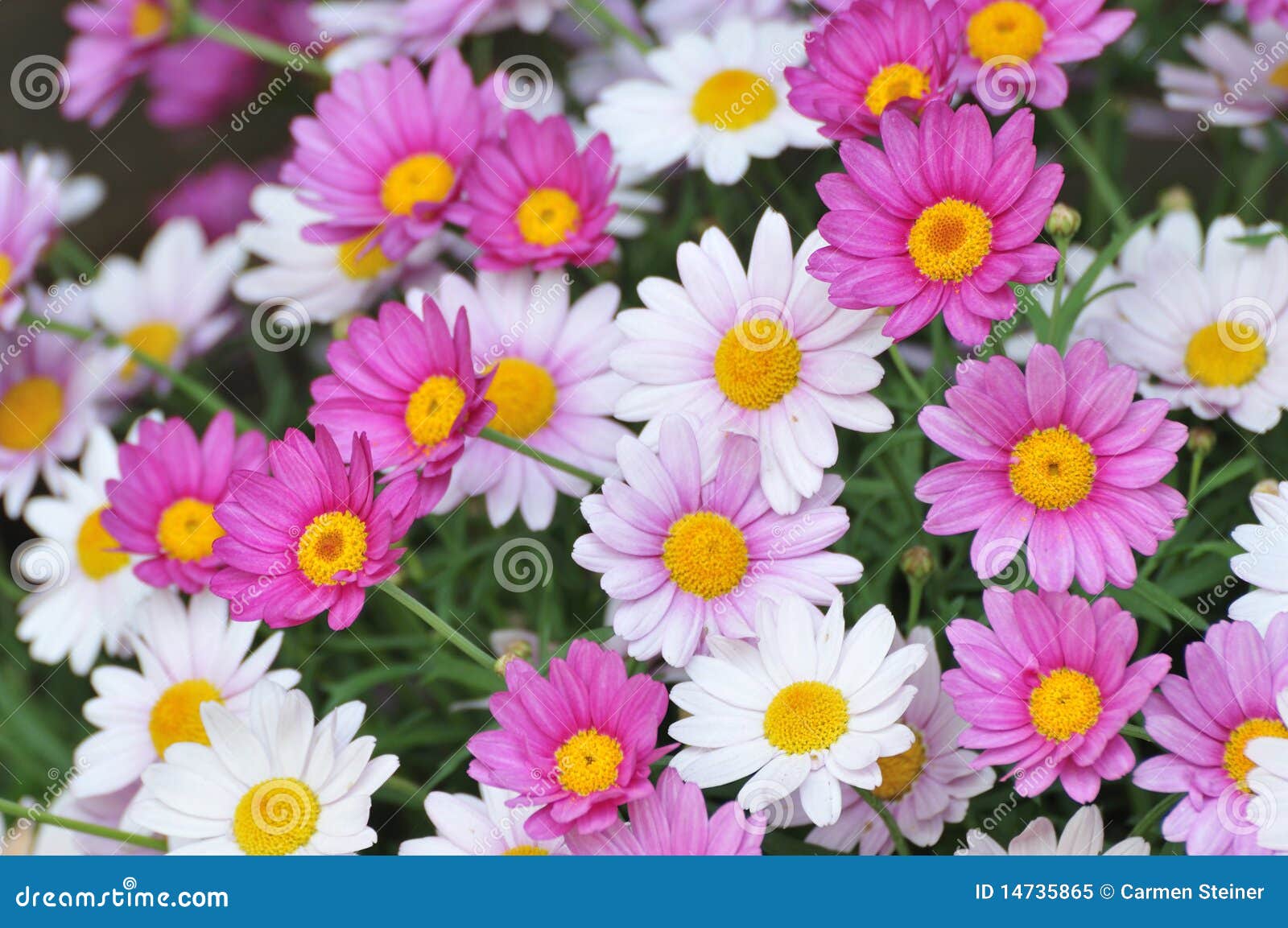 Daisy Flowers Stock Photo | CartoonDealer.com #13634004