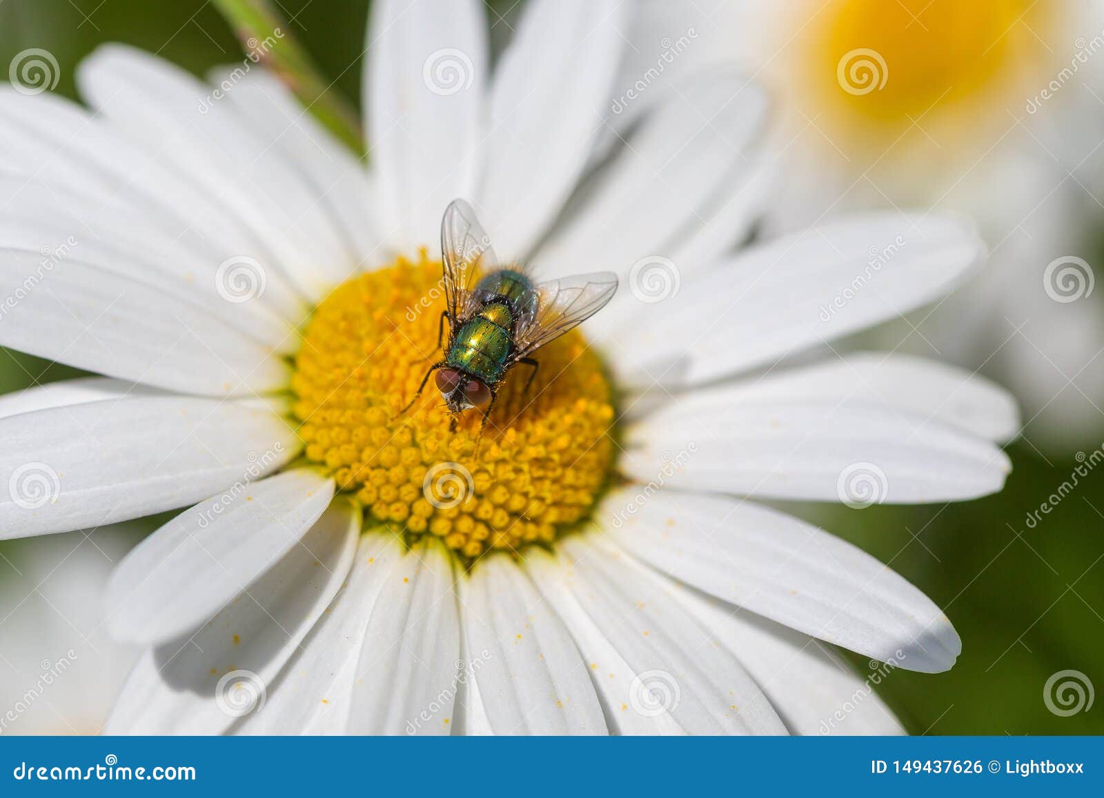 Oxeye daisy stock photo. Image of outdoor, sunlight - 149437626