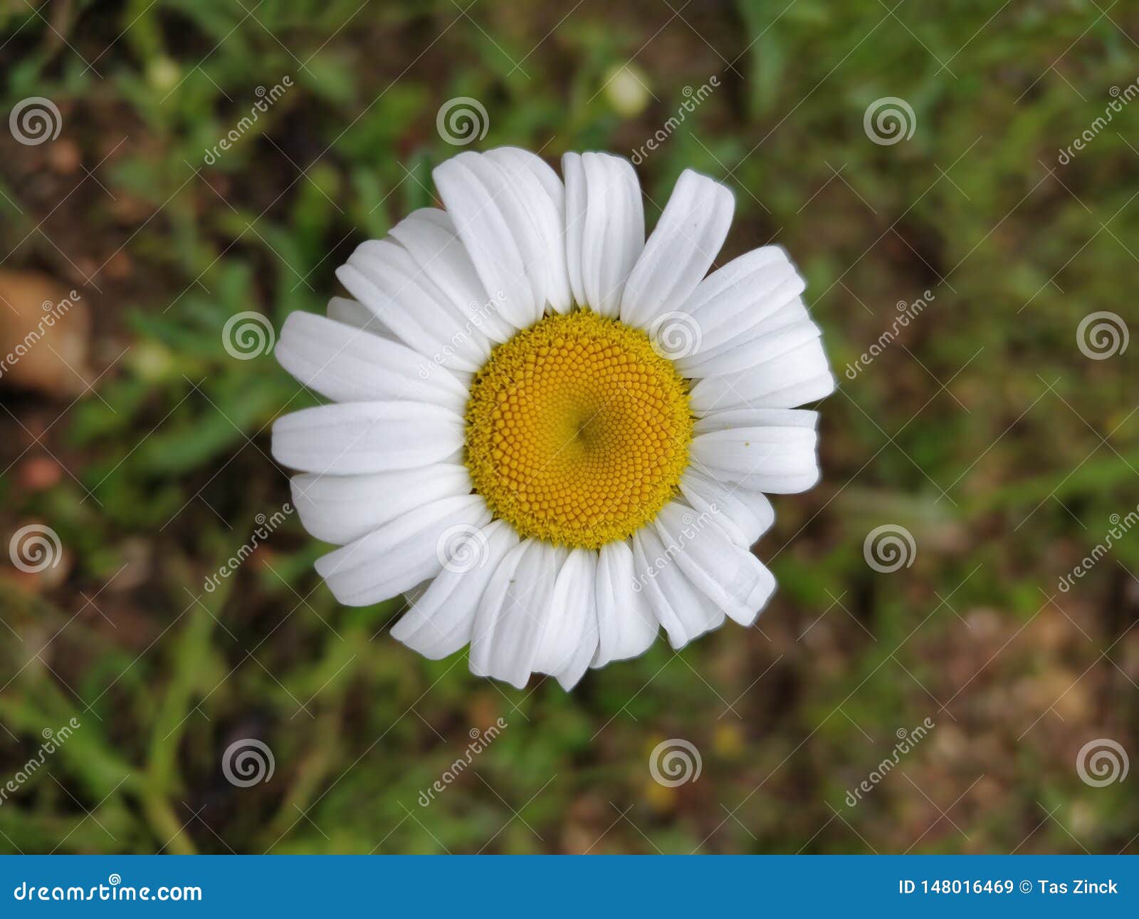 Oxeye Daisy Geometry stock image. Image of spiral, bloom - 148016469
