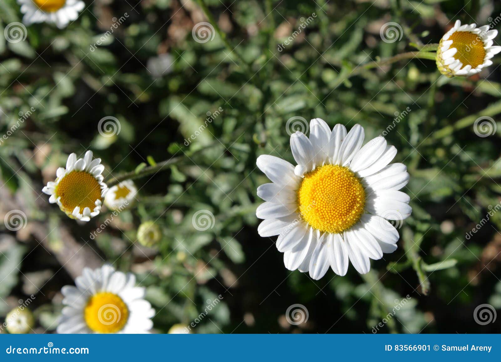 Oxeye daisy stock image. Image of plant, flower, angiosperms - 83566901