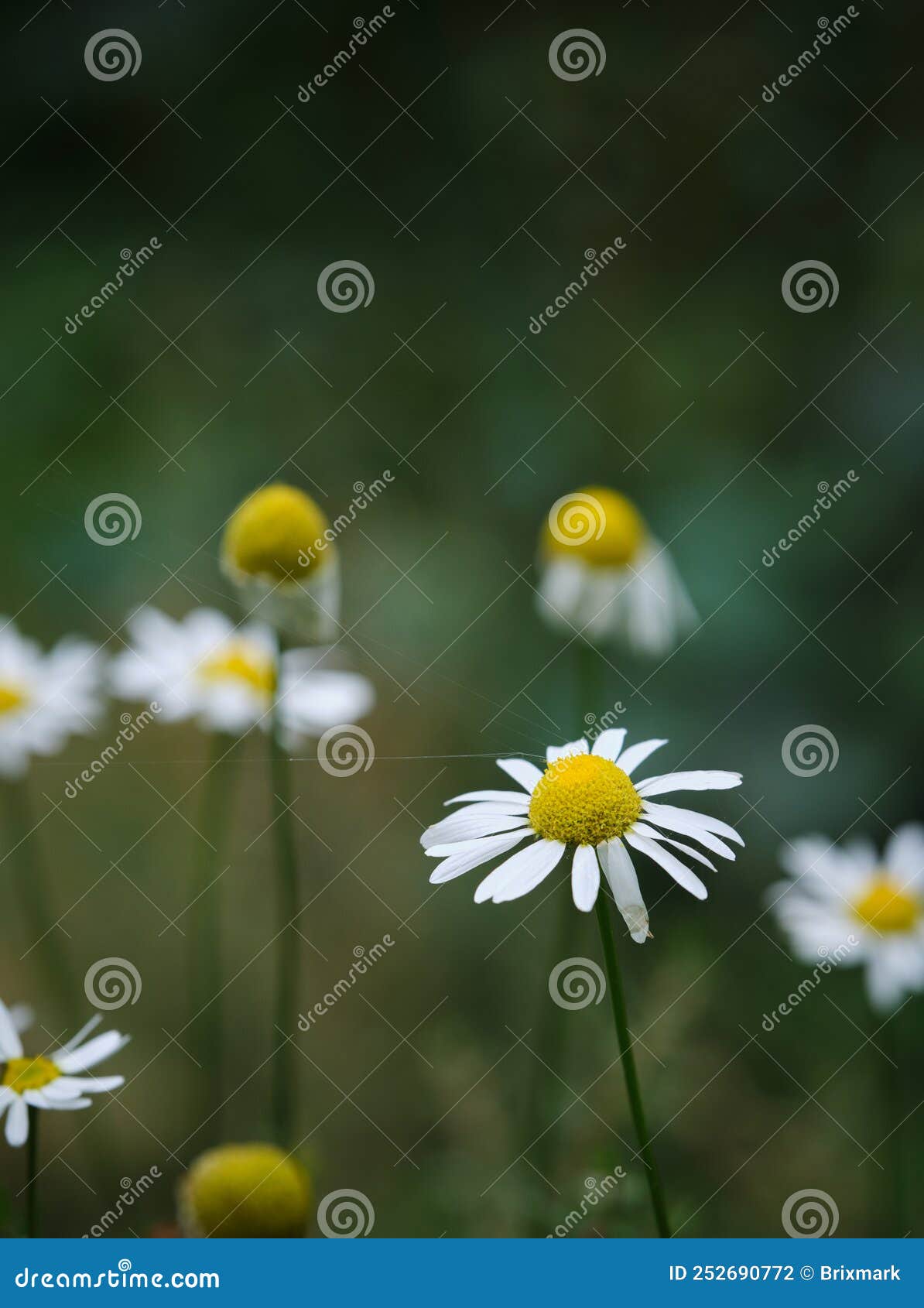 An Oxeye Daisy with Spider Web on it Stock Photo - Image of petals ...