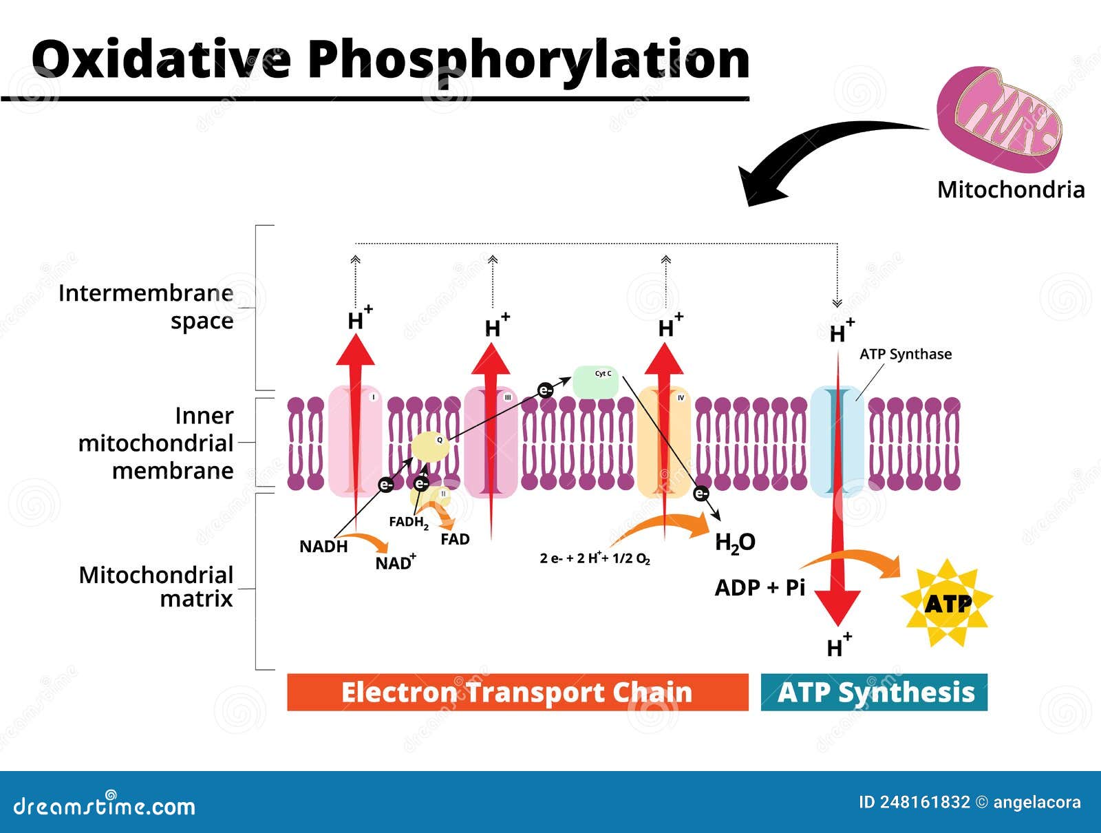 Oxidative Phosphorylation Process. Electron Transport Chain Stock ... Oxidative Phosphorylation Process. Electron Transport Chain Stock ...