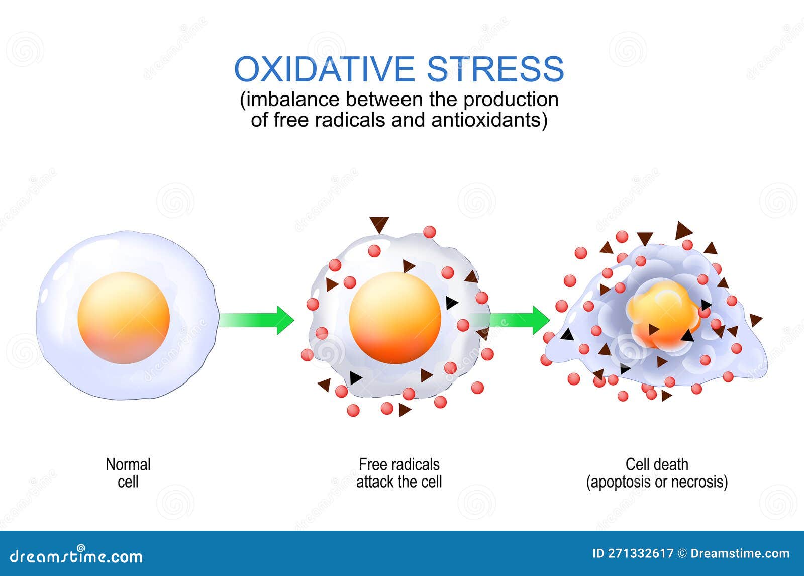 Oxidative Stress. Free Radicals And Antioxidants Cartoon Vector ... Oxidative Stress. Free Radicals And Antioxidants Cartoon Vector ...