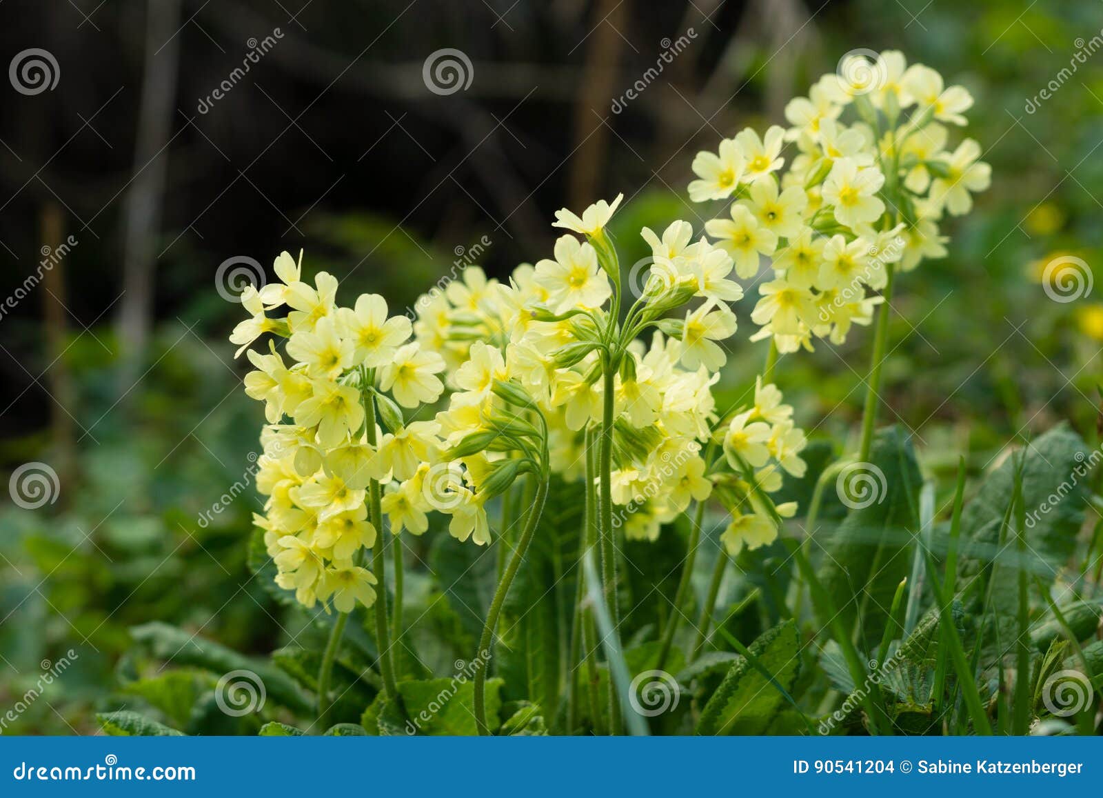 Oxlip stock photo. Image of plant, season, natural, blooming - 90541204
