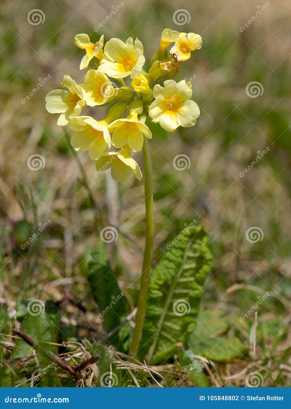 An Oxlip in the Eastern Austrian Alps Stock Photo - Image of natural ...