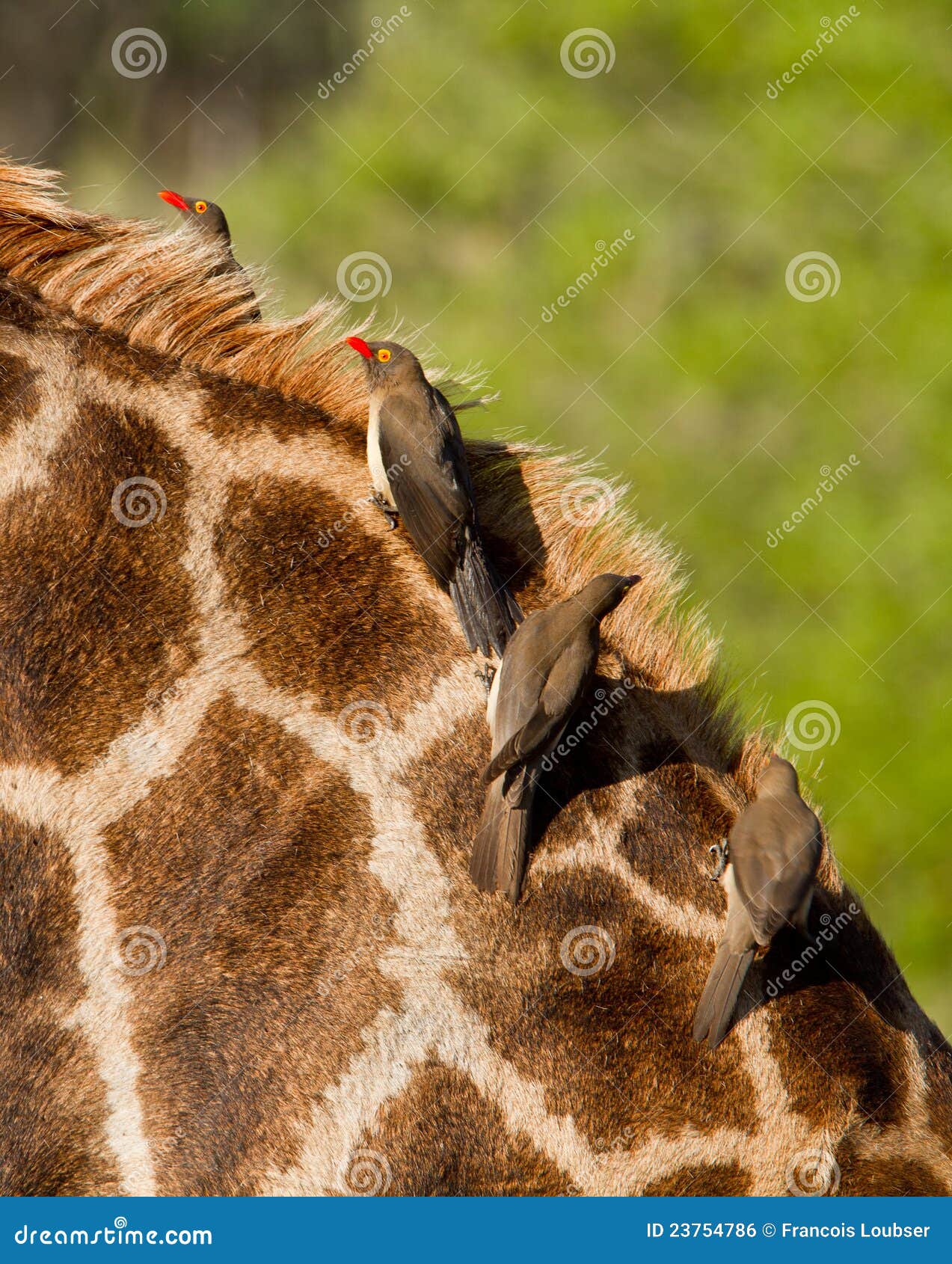 Giraffe With Tick Removing Bird Royalty-Free Stock Image ...