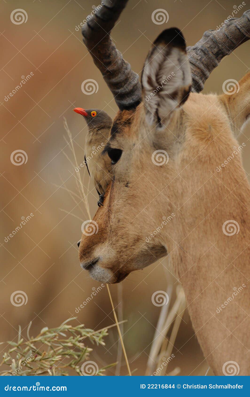 Oxpecker in the Face stock photo. Image of kruger, oxpeckers - 22216844