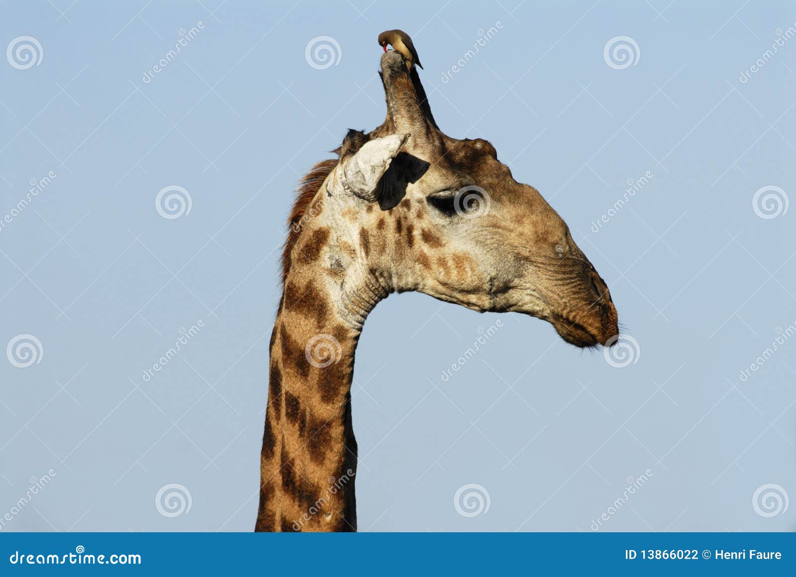 Oxpecker and giraffe stock photo. Image of oxpecker, animal - 13866022