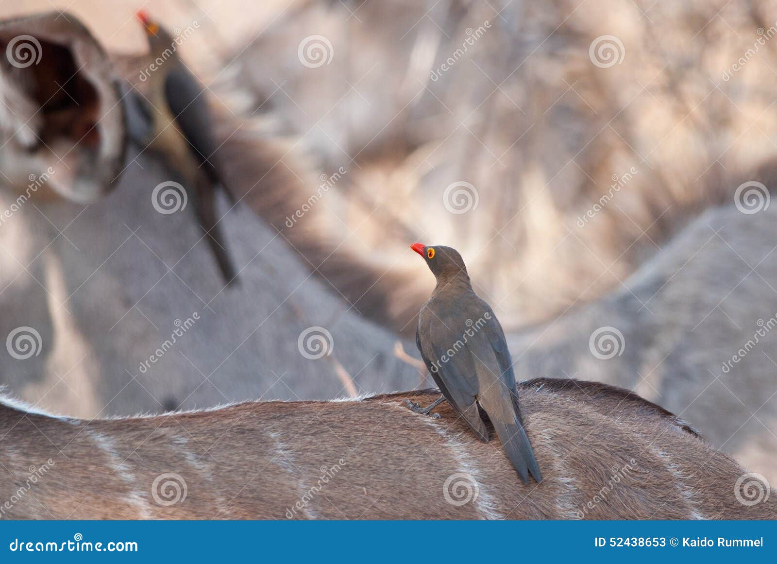 Oxpecker stock image. Image of african, wilderness, oxpecker - 52438653