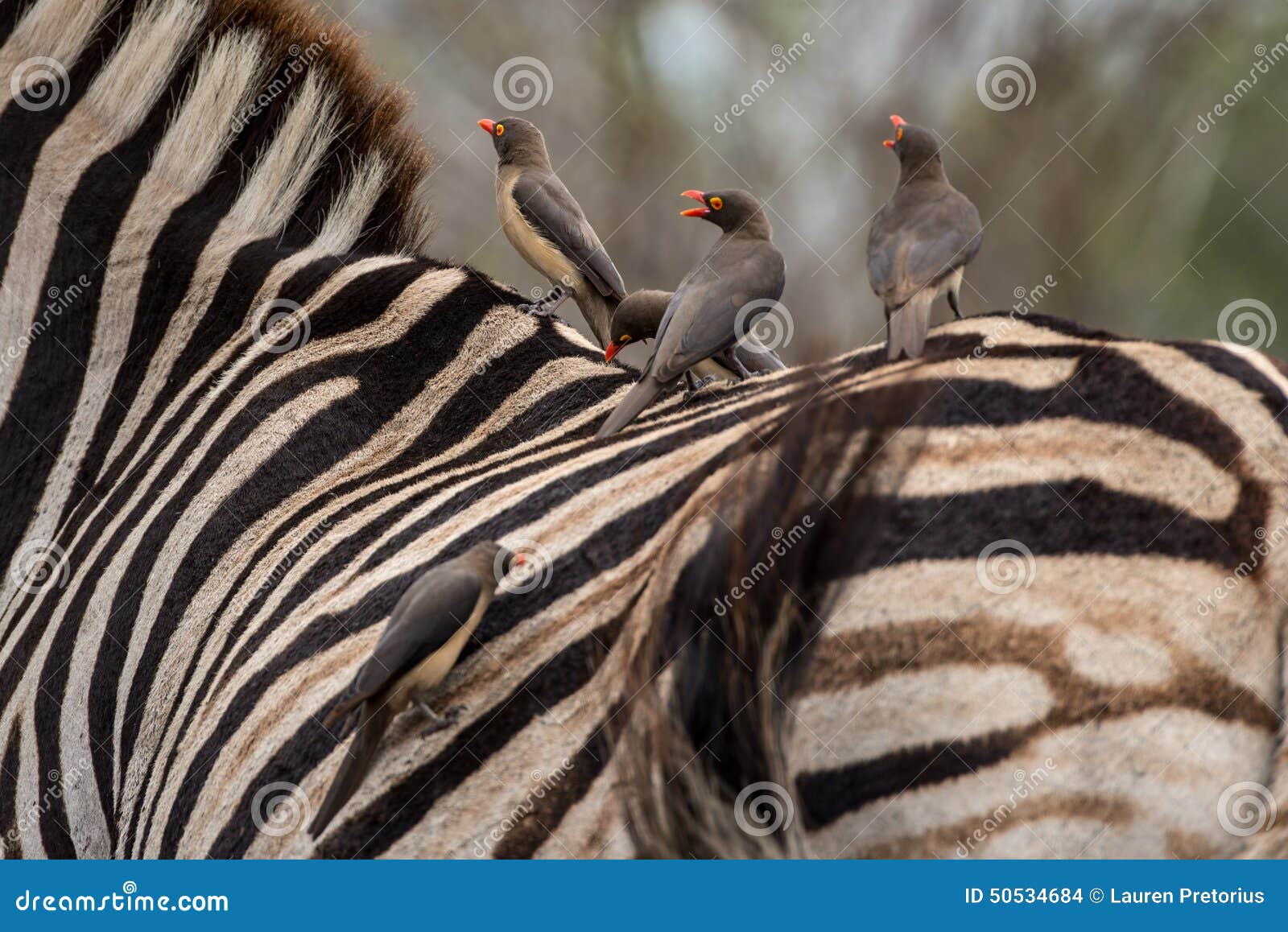 Oxpeckers stock photo. Image of bird, safari, zebra, africa - 50534684