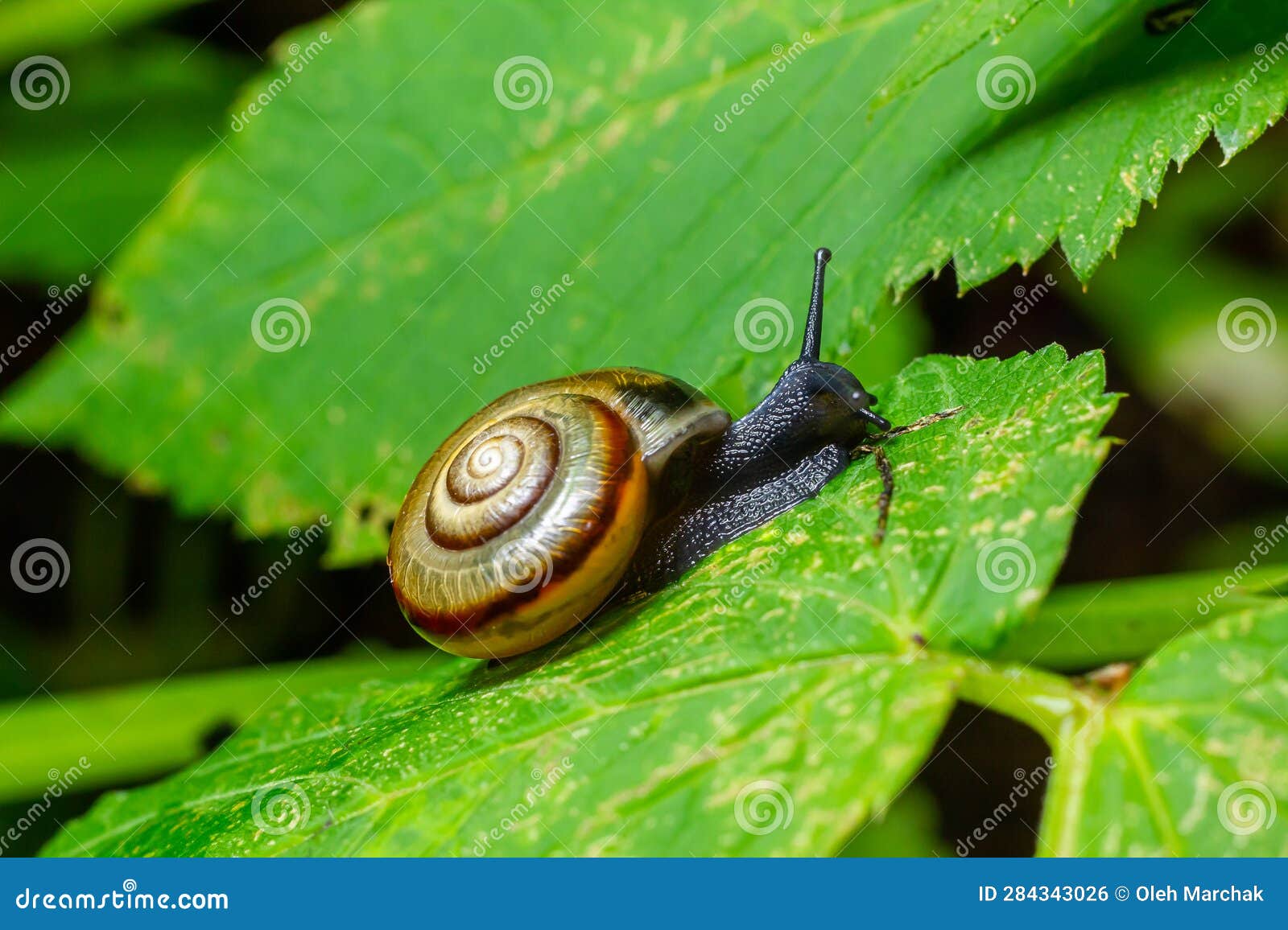 Oxychilus Alliarius , Commonly Known As the Garlic Snail or Garlic ...
